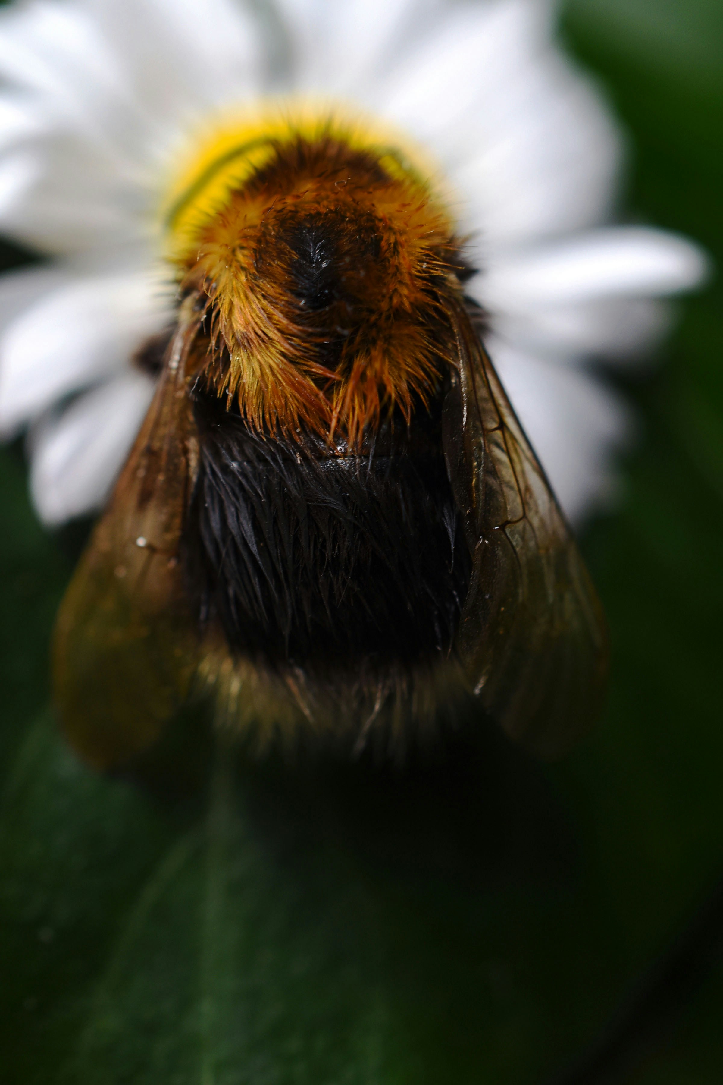 Velvet Thorax on a Daisy: A Macro Portrait of a Bumblebee