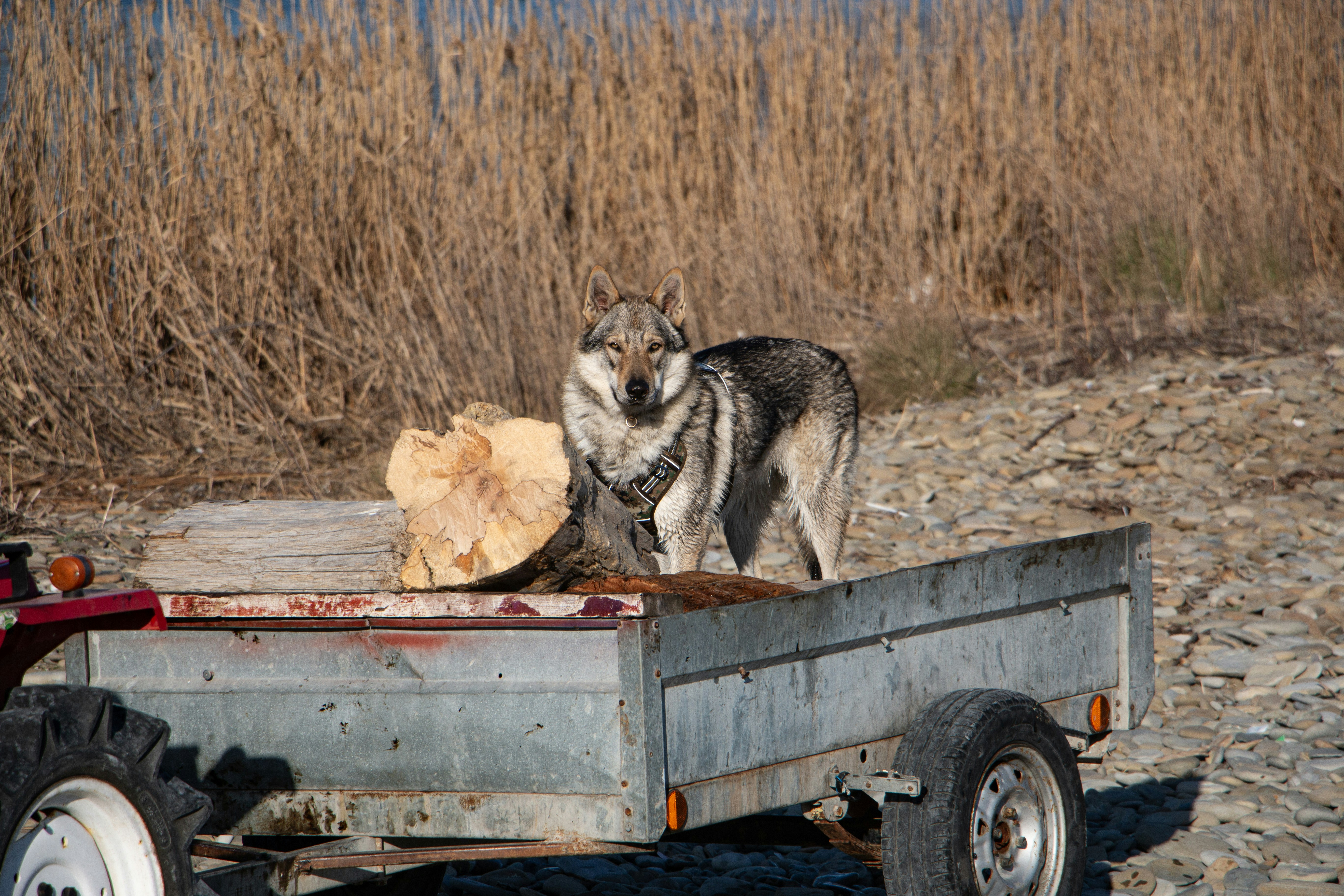 Wolf photo shot on Canon EOS 70D