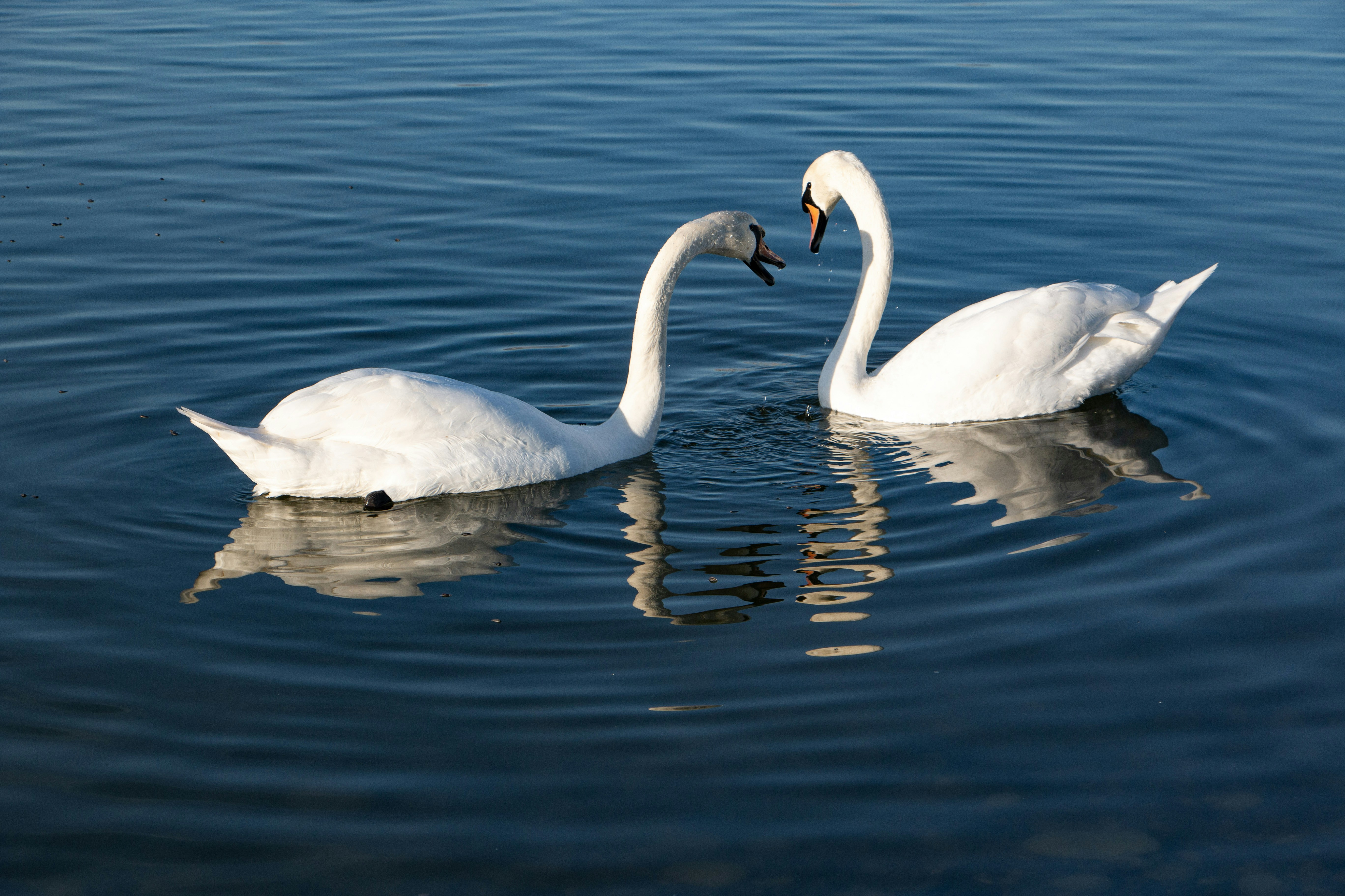 Dos cisnes nadan juntos en el agua foto – Imagen de Cisne gratuita en ...