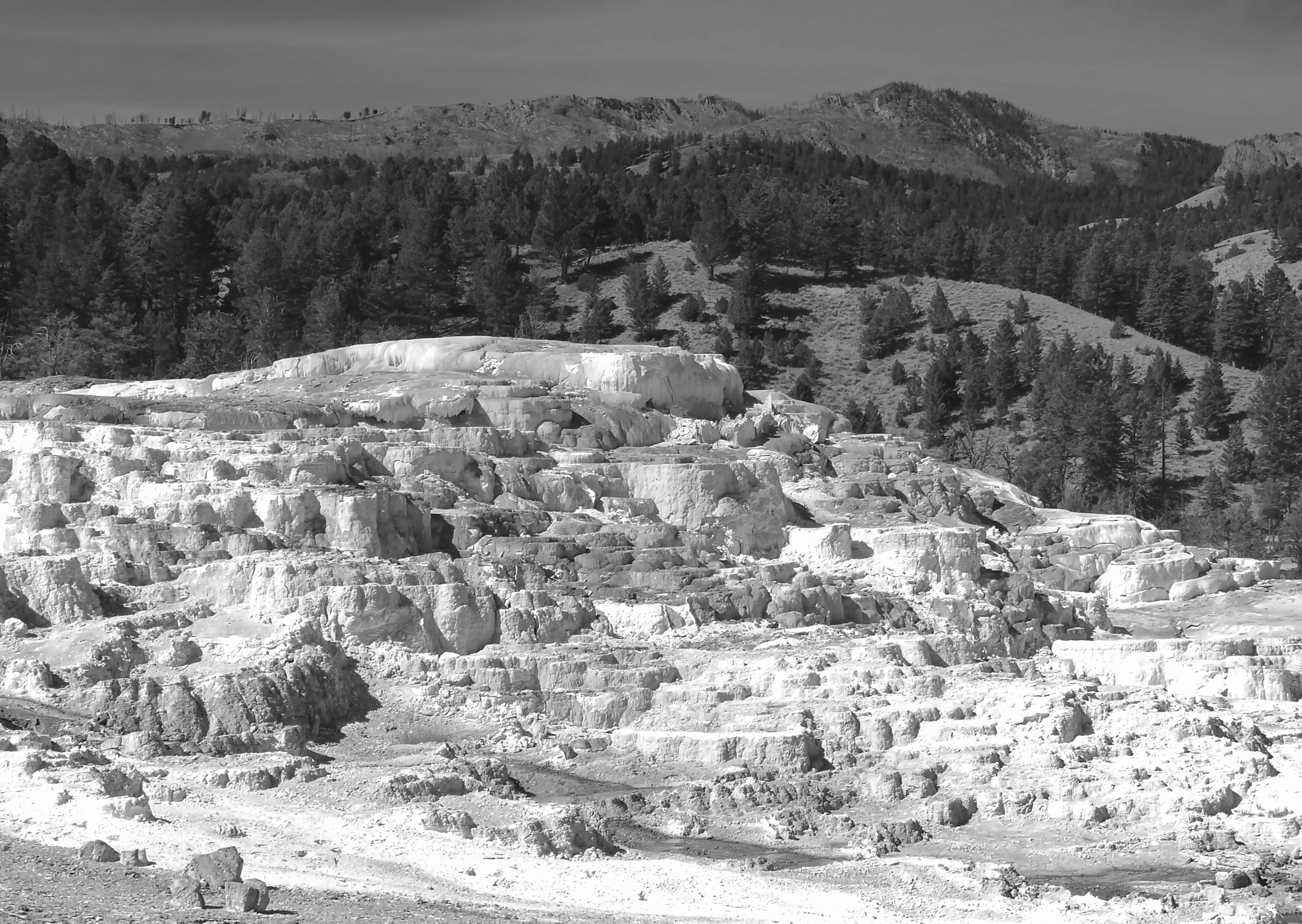Terraced Carved Terrain: Snow-white Plateaus Beneath Pine-dotted Ridges