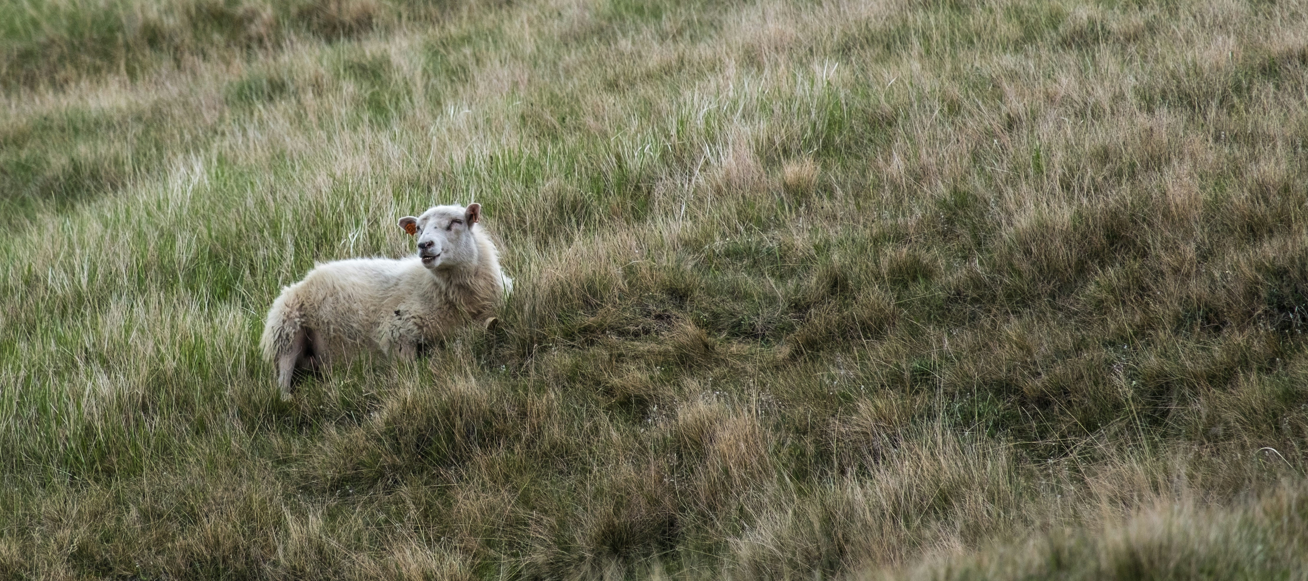 Sheep standing amid rolling green and brown grassy hills.