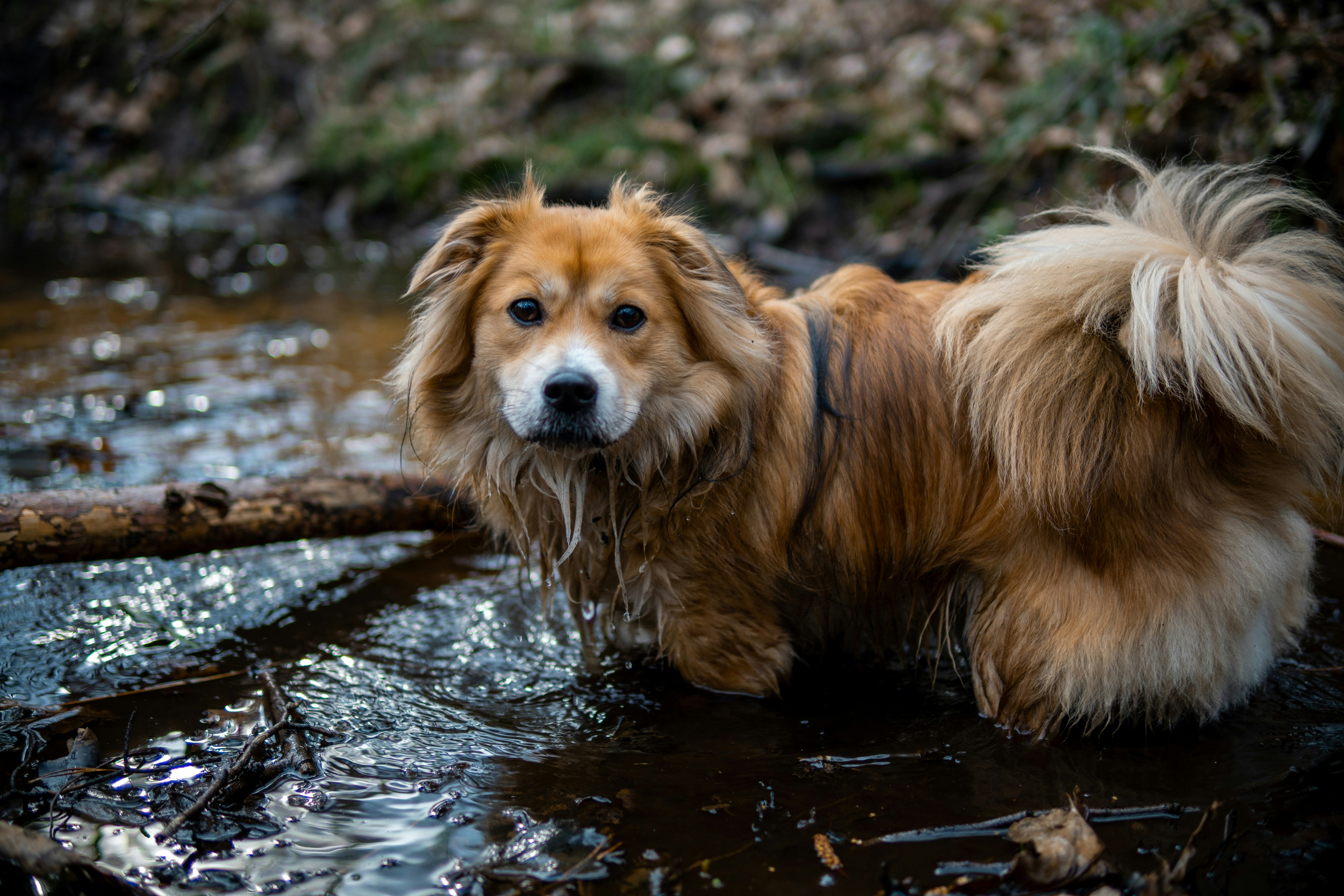 A brown and white dog standing in a stream photo – Free Rudy piesek z ...