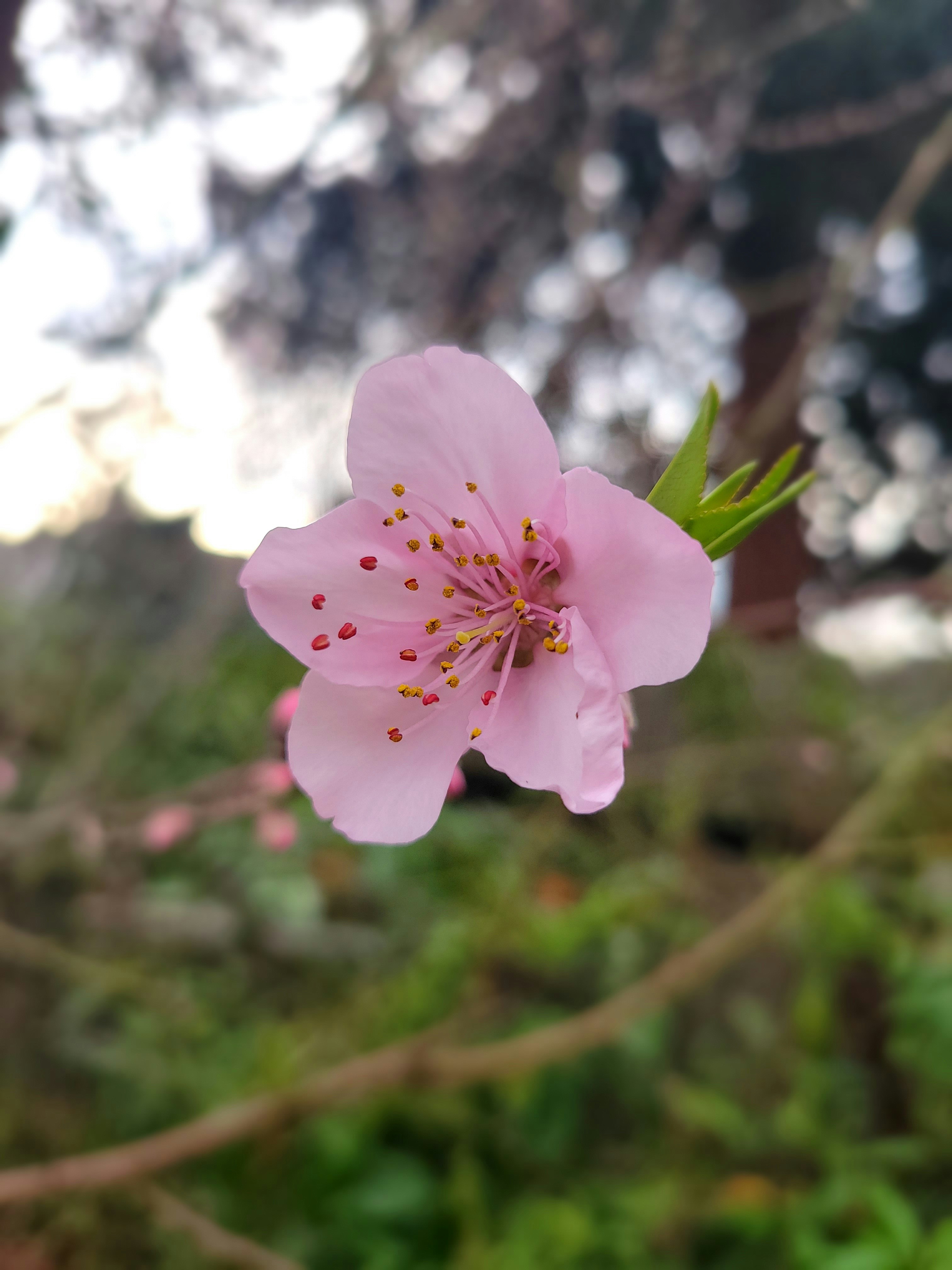 Photo by Rini Susan V S with Samsung Galaxy S21