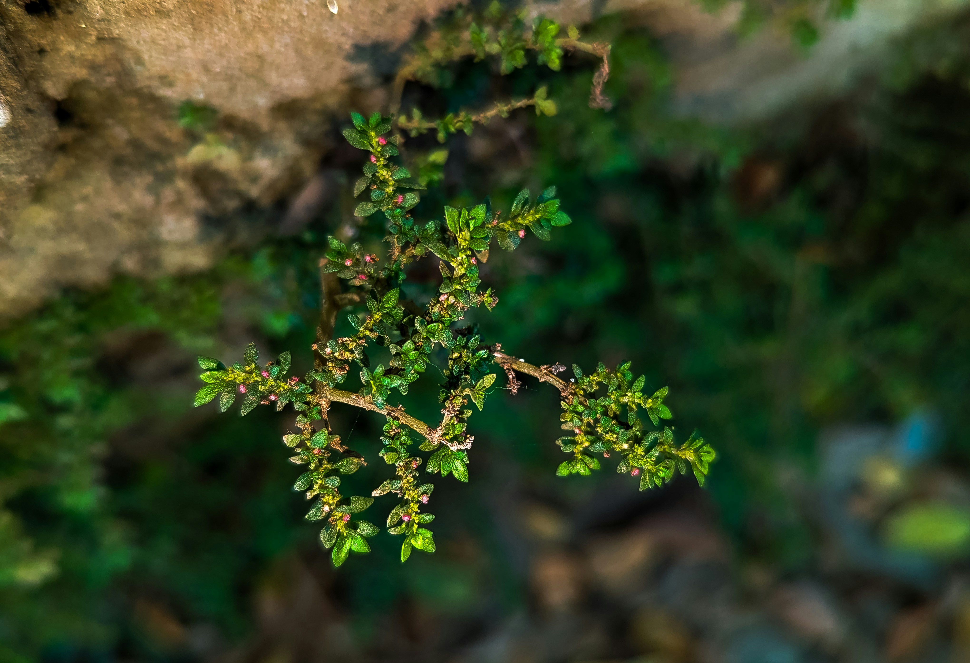 A close up of a tree branch on a rock photo – Free Green Image on Unsplash
