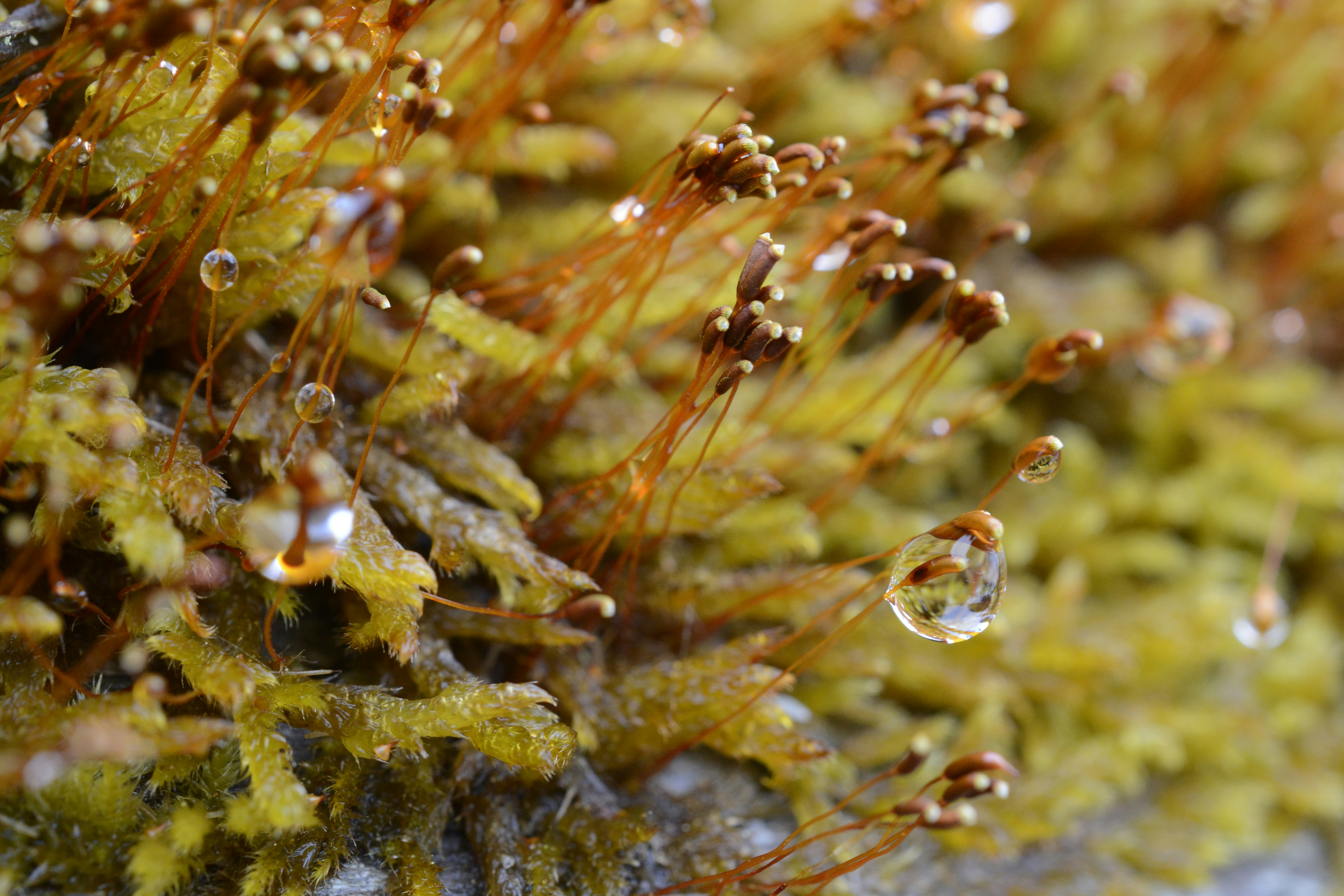 Sporangium of moss in close up with waterdrop