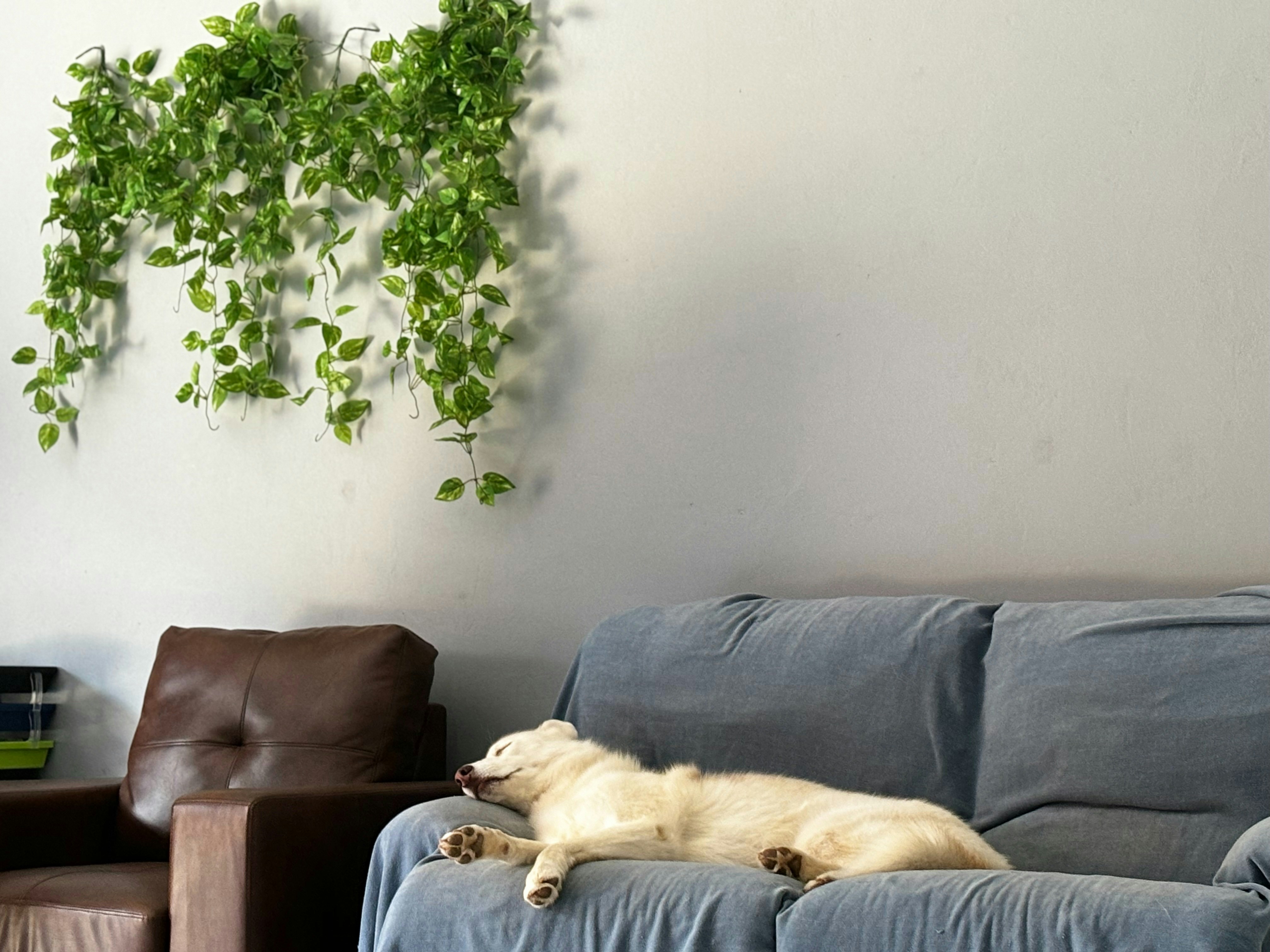 Copper Husky living luxury