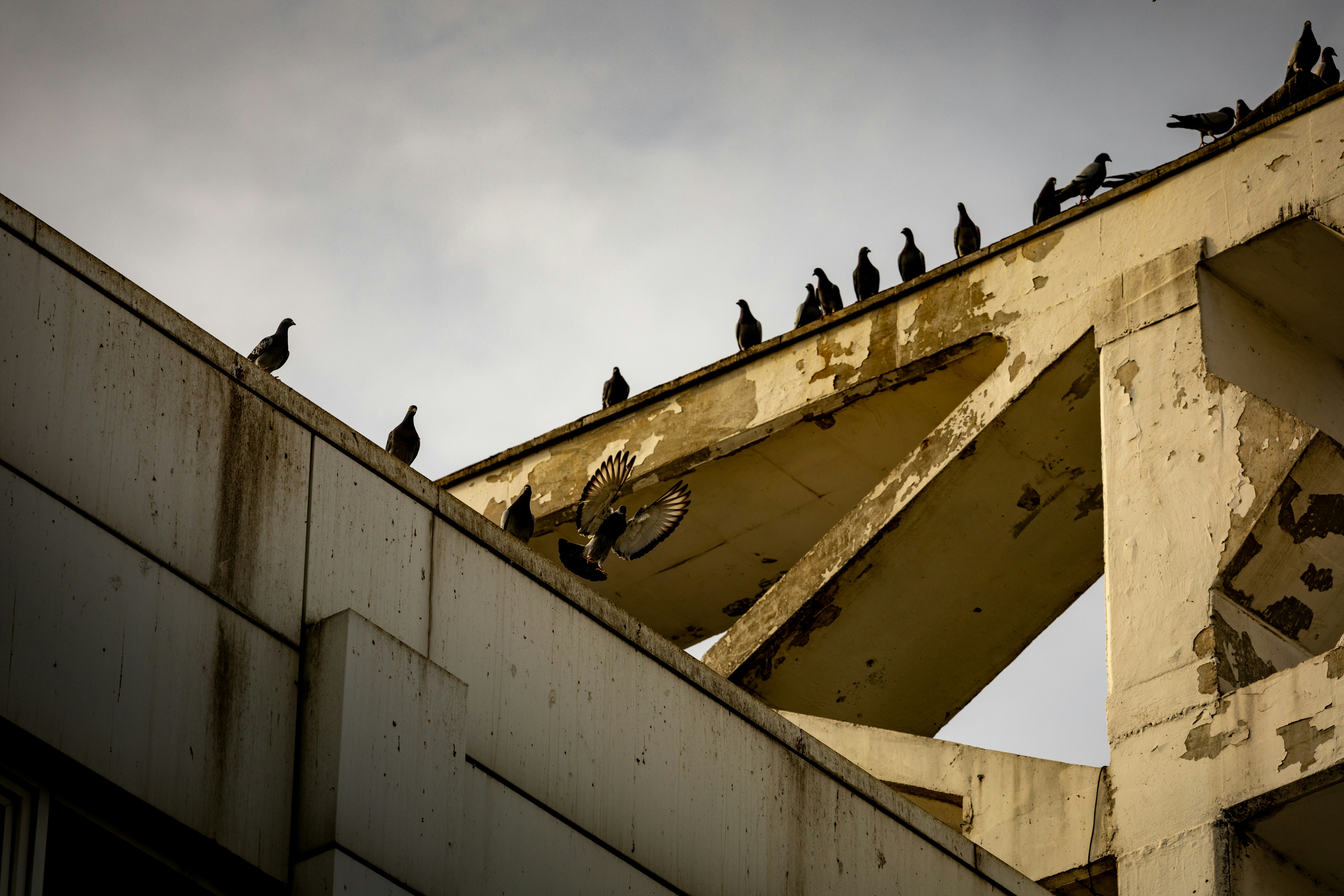 Pigeons Parade Along a Weathered Rooftop Ridge