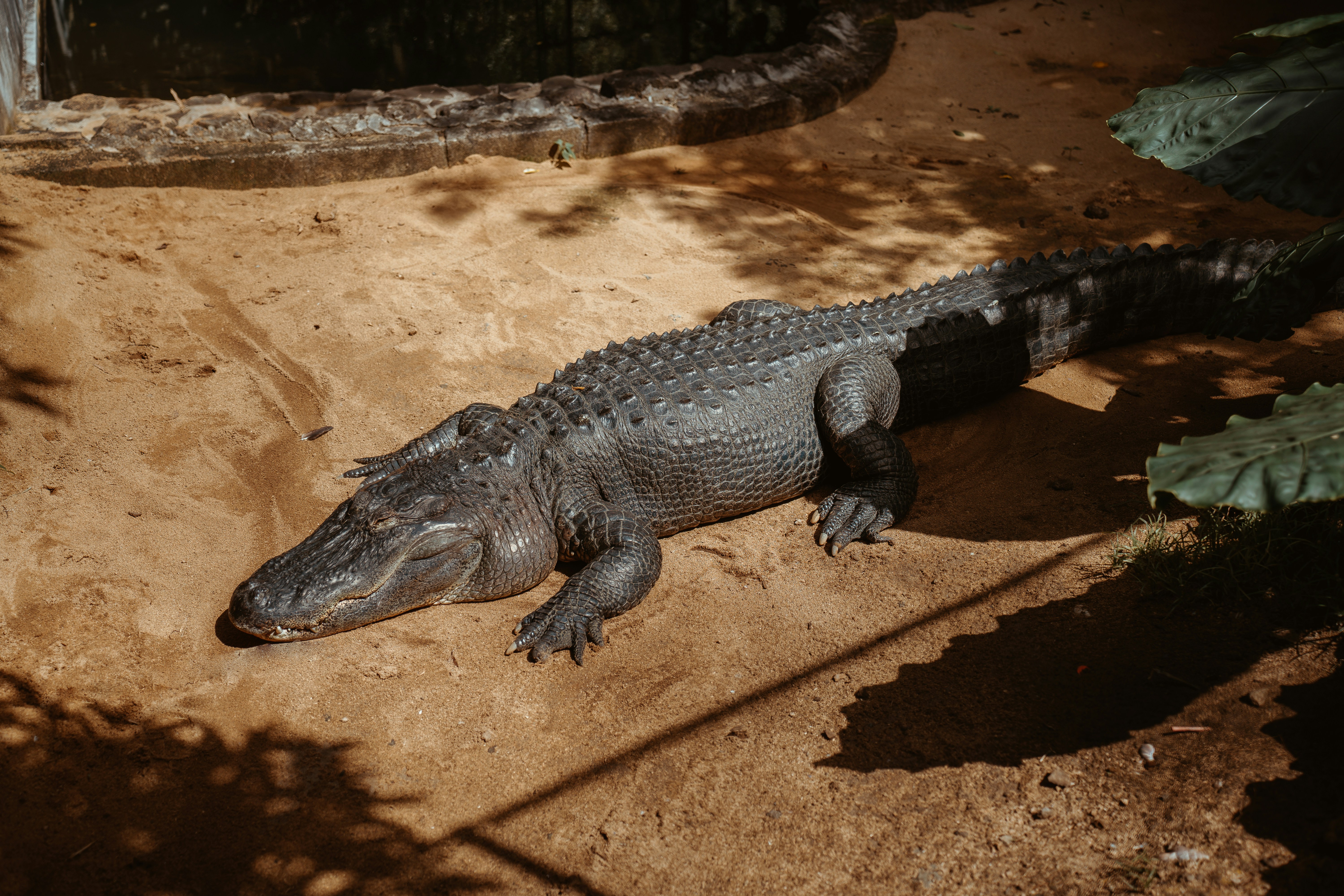 Sunlit Repose of the Reptilian Guardian