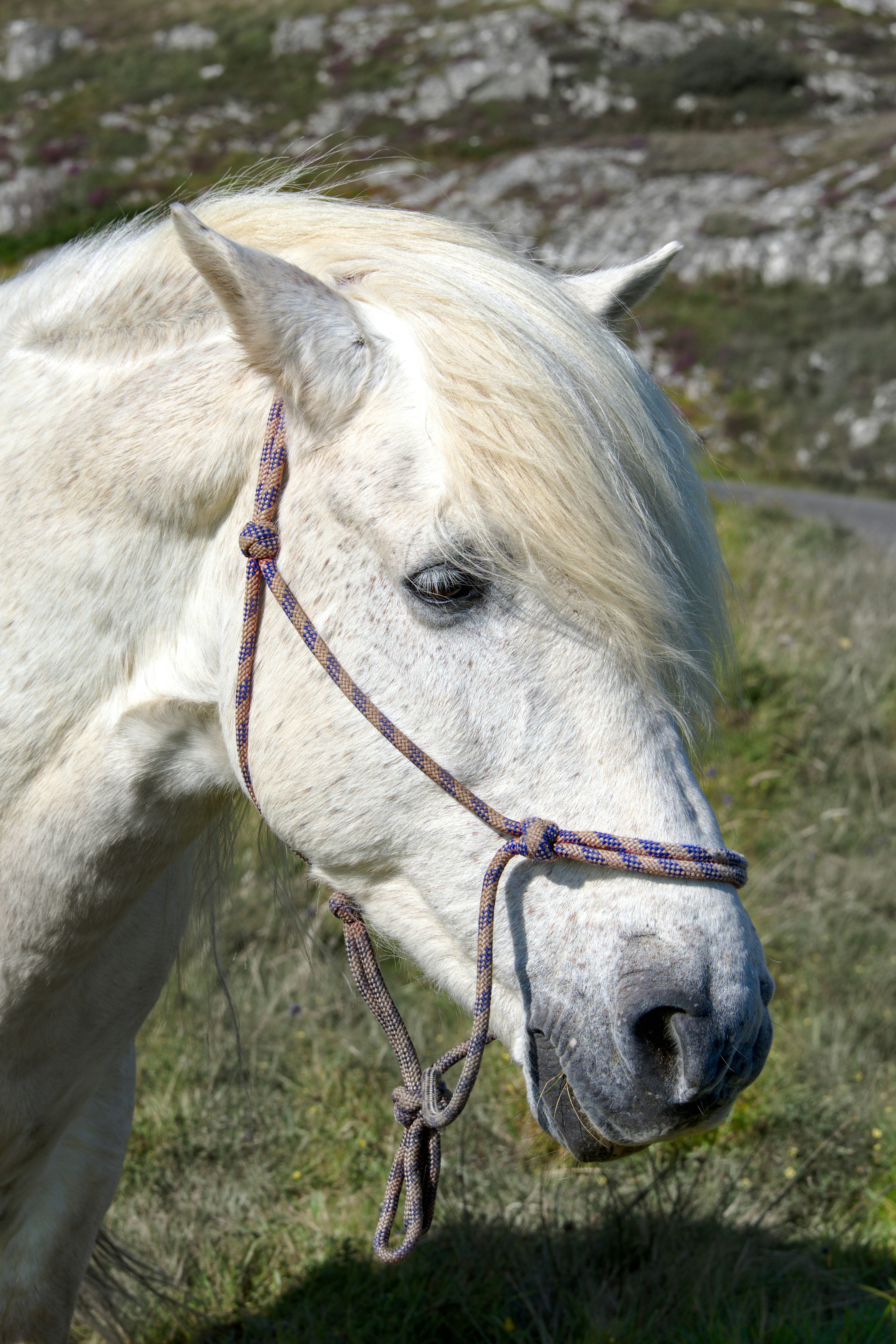 Close portrait of a white horse wearing a braided rope halter in a sunlit meadow. The composition highlights the horse's calm eye and flowing mane.