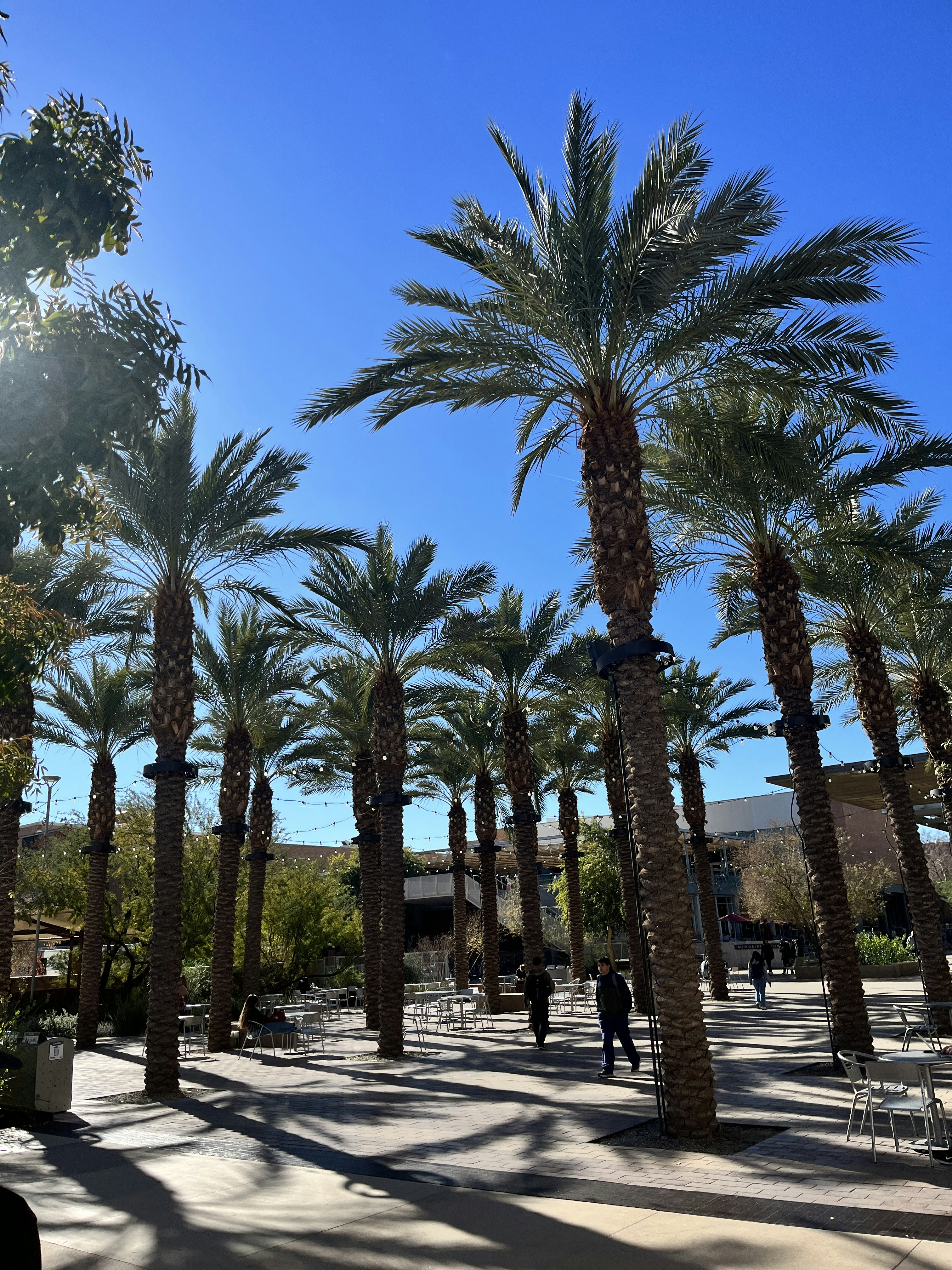 A group of palm trees in a courtyard photo – Free Arizona state ...