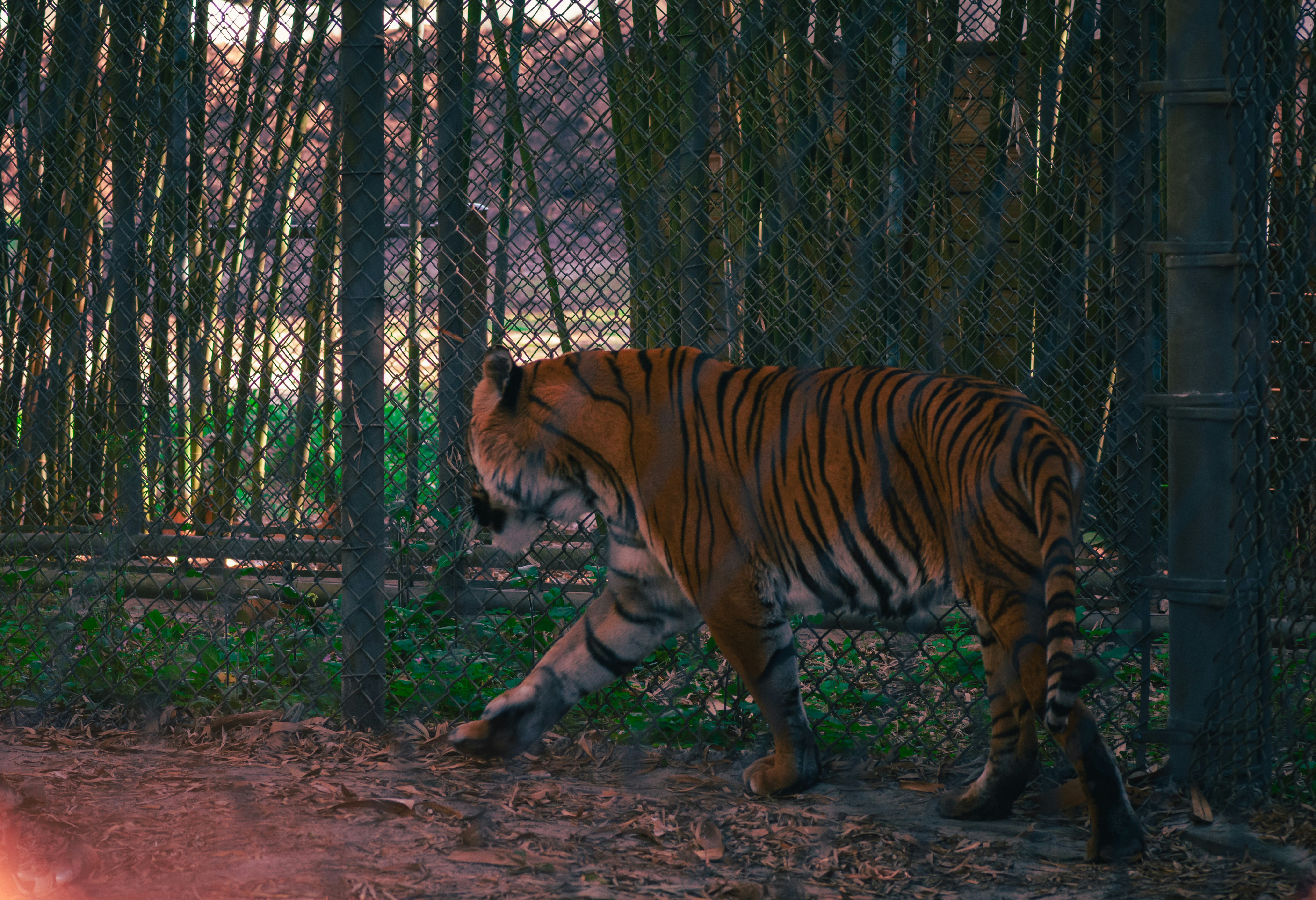 Stride Along the Fence: Tiger in a Quiet Enclosure