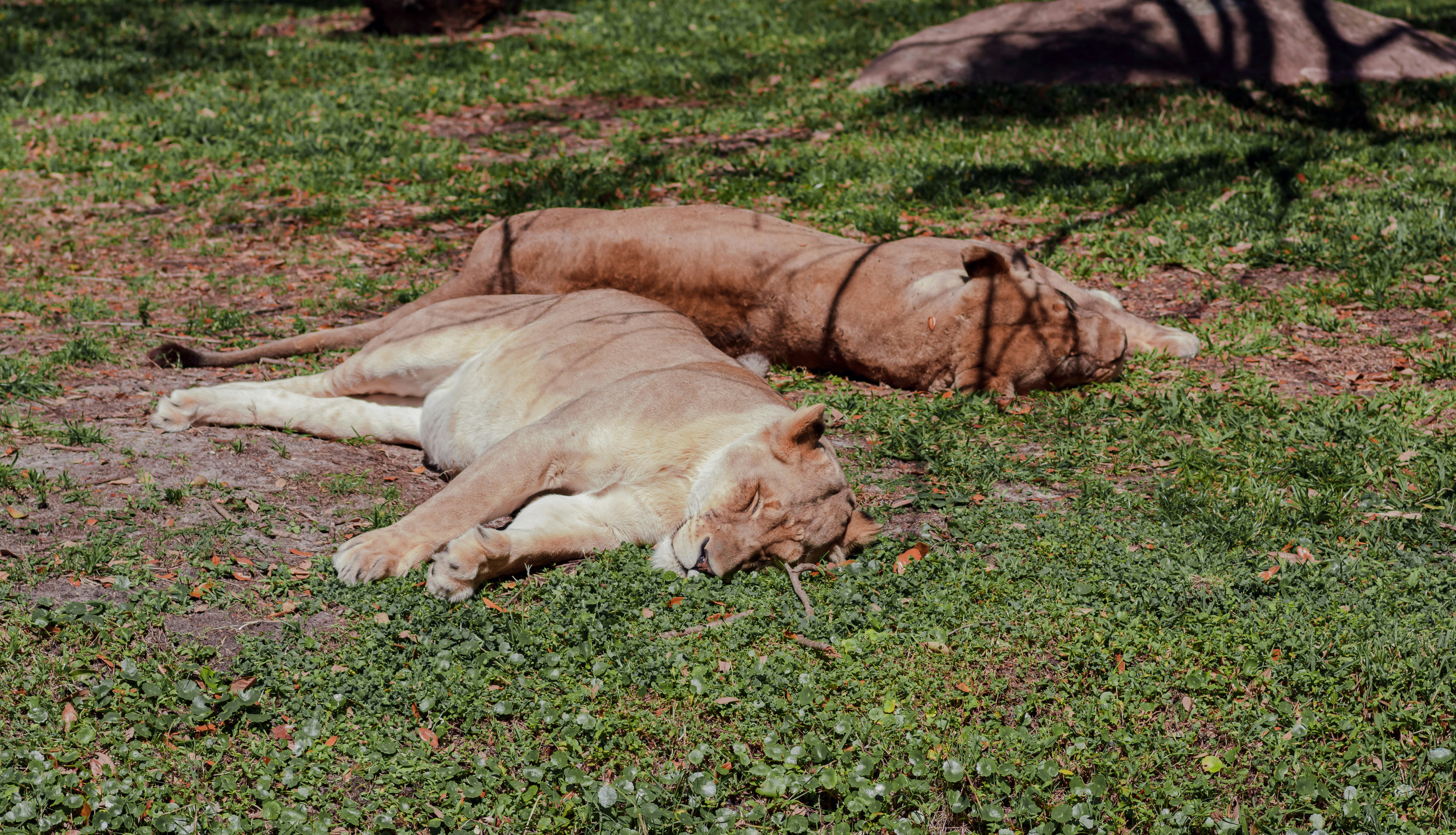 Sunlit Slumber: Two Lions Lie Restfully on Grass