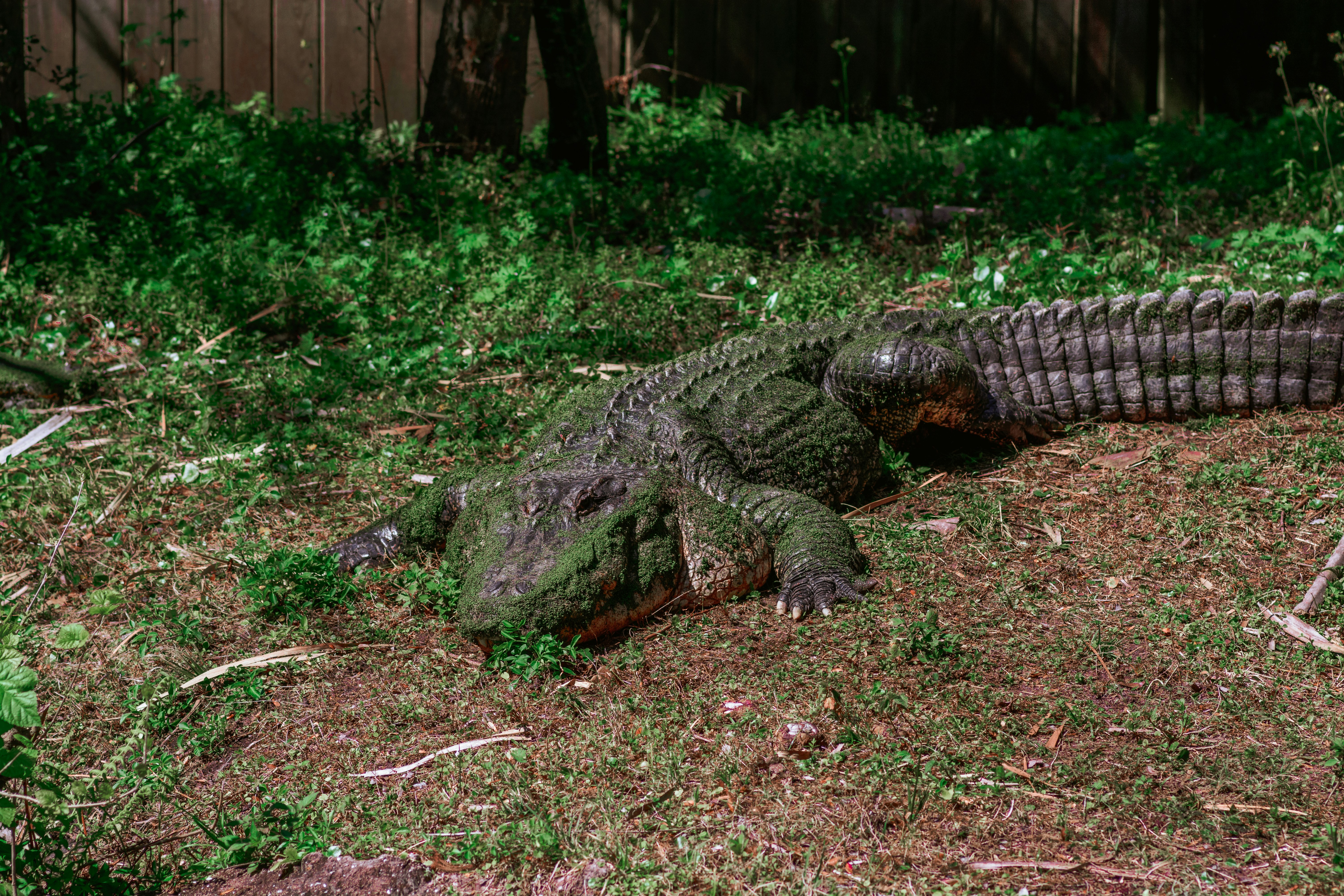 Backyard Stalwart: Crocodile Basking by the Fence