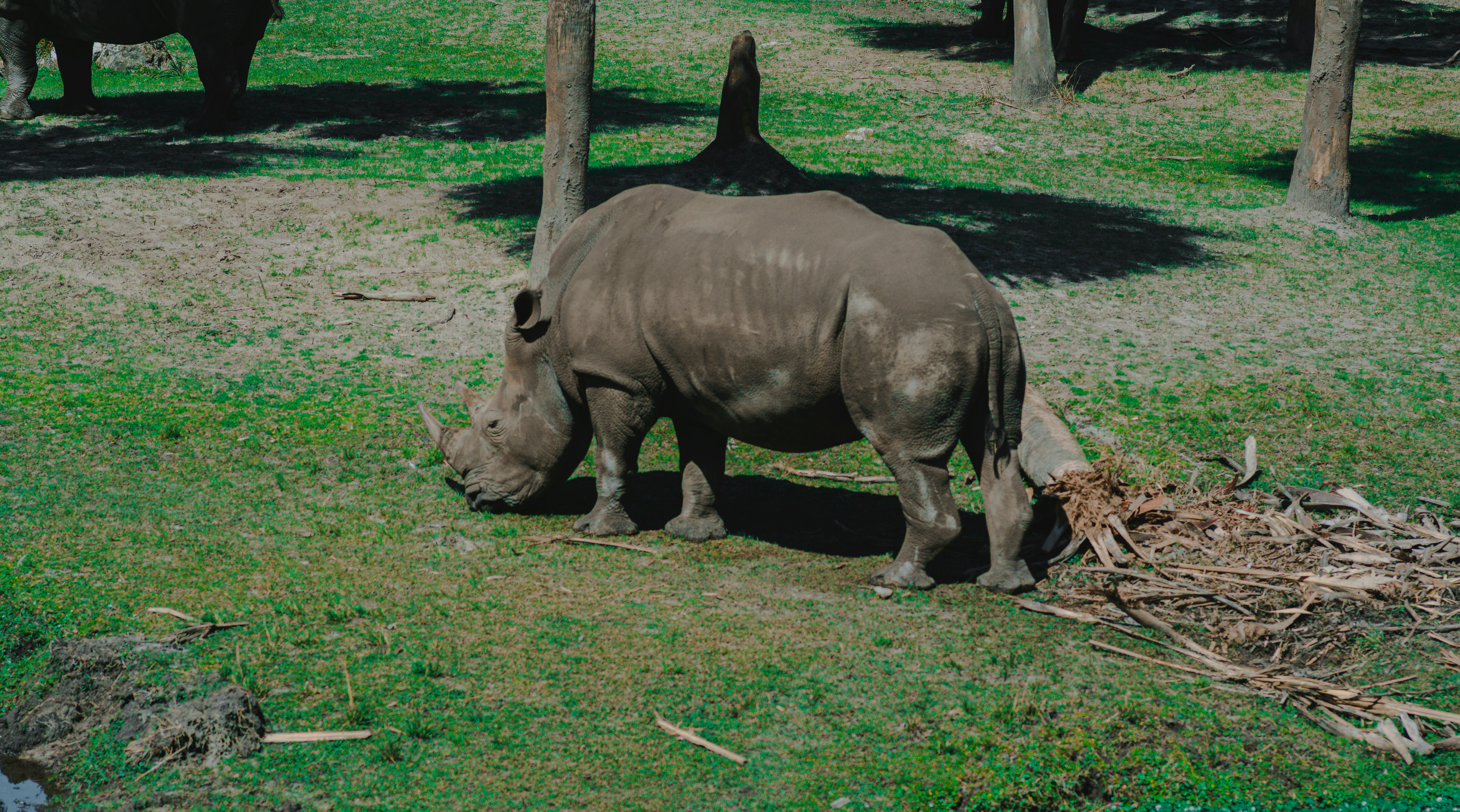 Rhino in Dappled Park Light: A Moment of Quiet Grazing