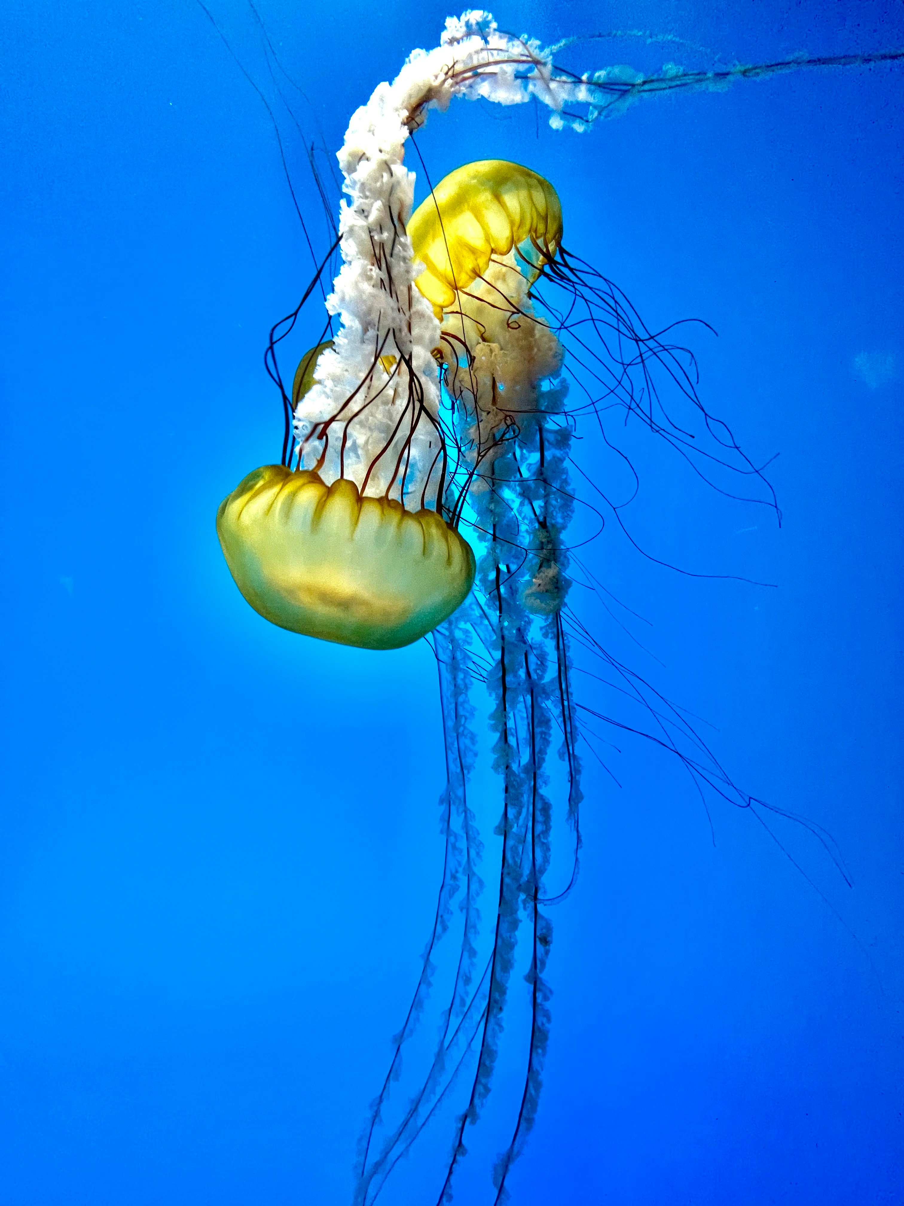 Golden Bell Jelly in Velvet Blue: A Quiet Ballet of Tentacles
