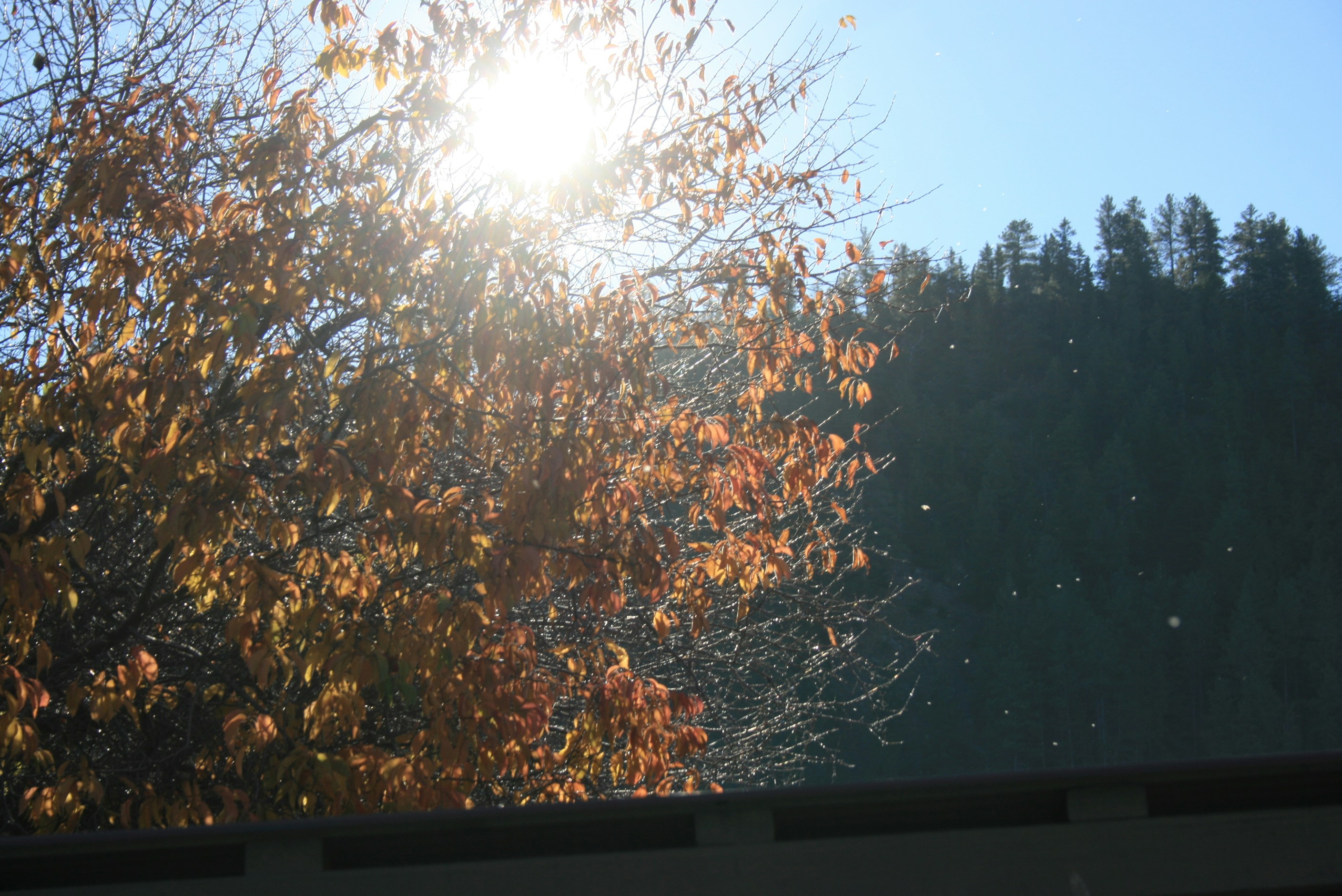 Amber Veil: Sunlight Through Fall Foliage Over a Quiet Ridge
