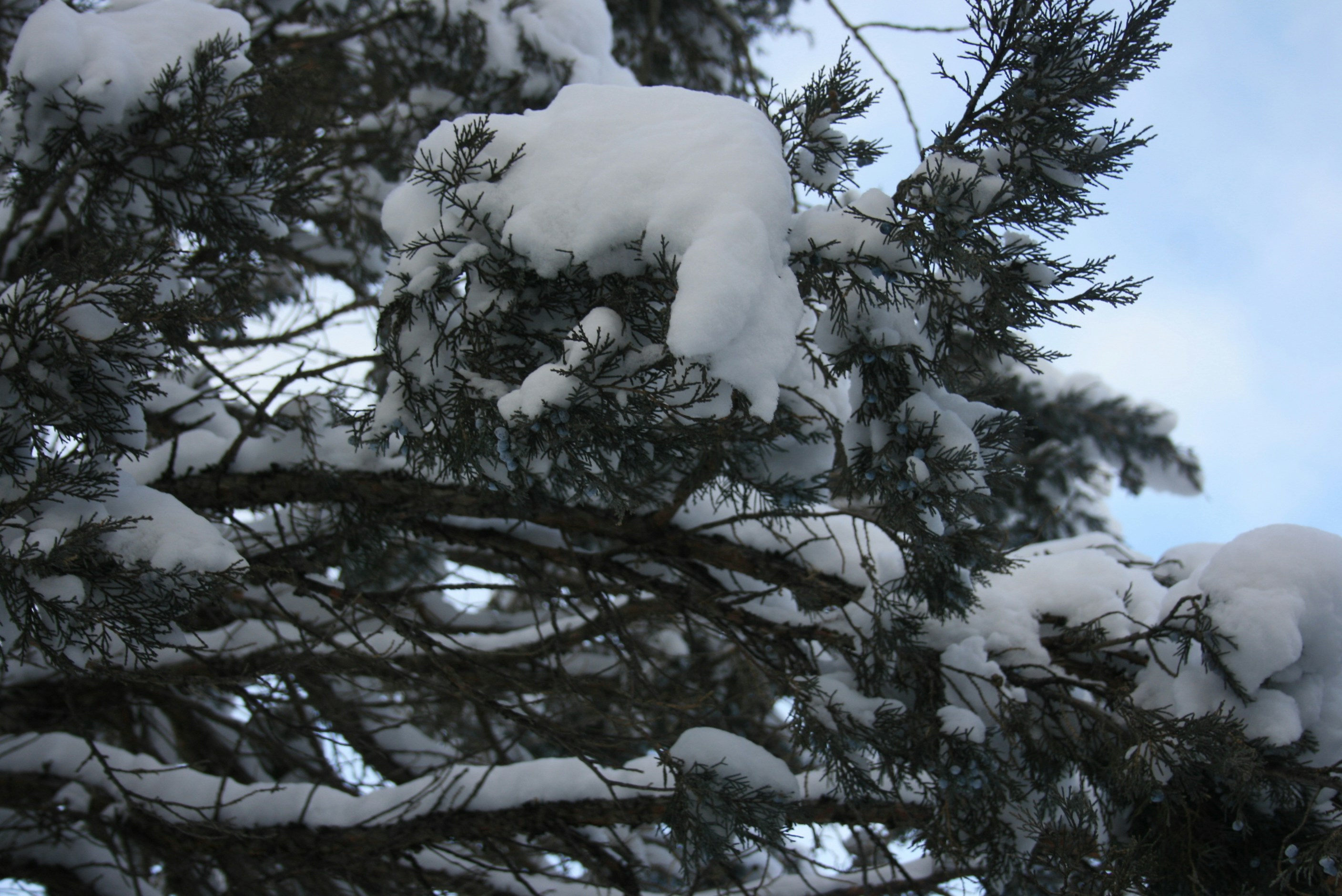 Snow-laden branches of a pine tree under a cloudy sky.