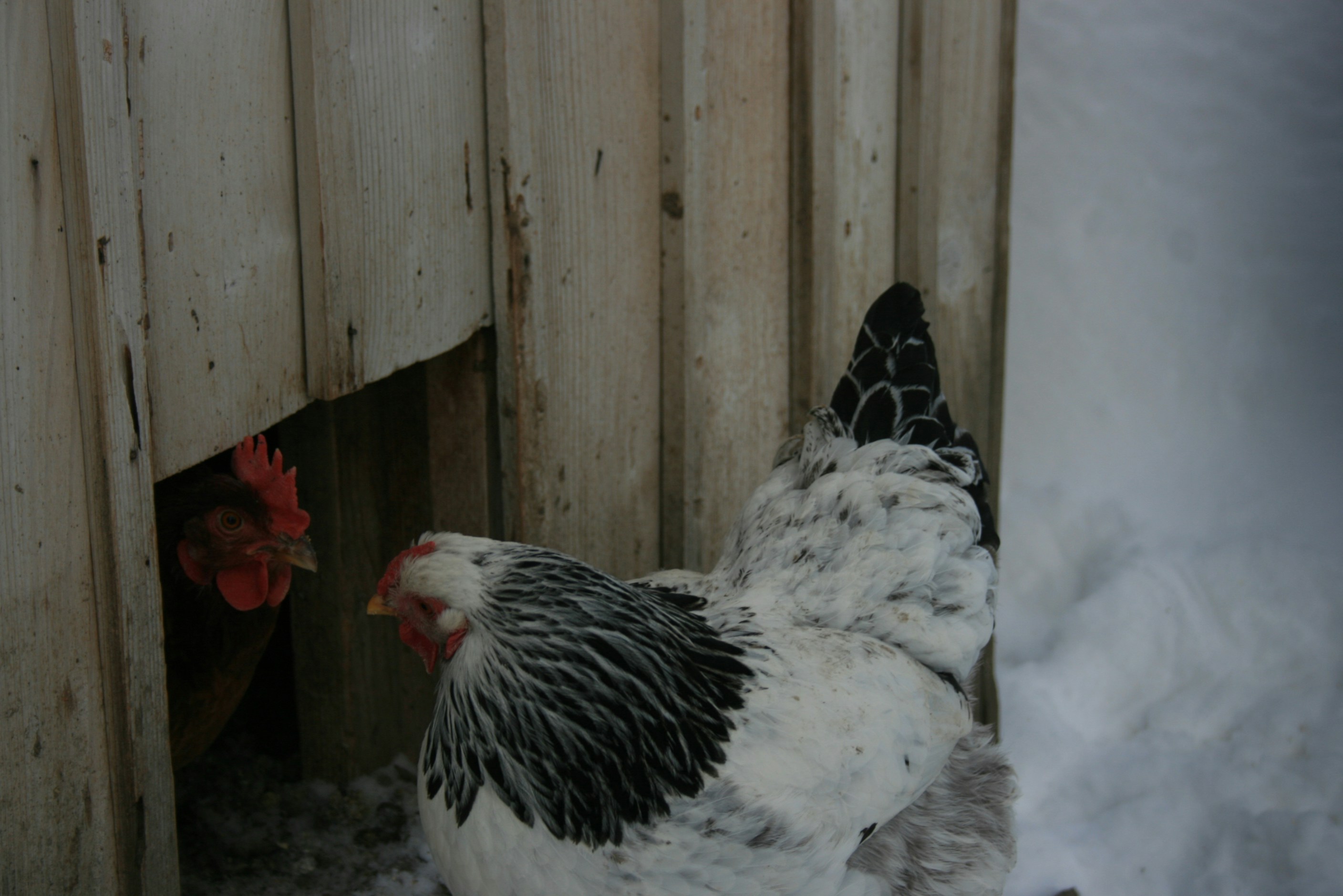 Feathered Gatekeeper in Snow: A Quiet Moment by the Coop