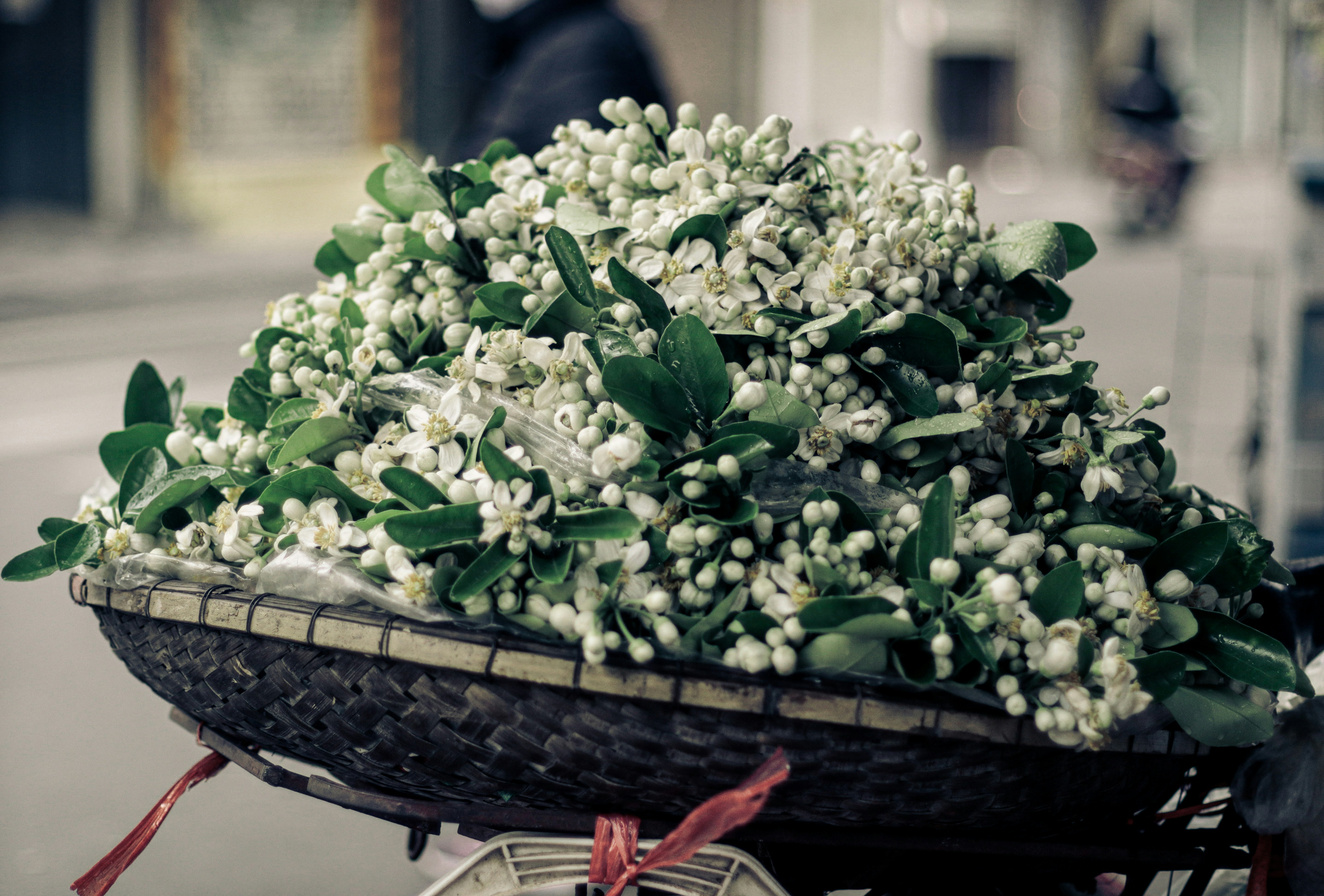 A wicker basket brimming with tiny white blossoms and green leaves sits on a bicycle in a city street. The shallow depth of field isolates the blossoms from a blurred urban background.