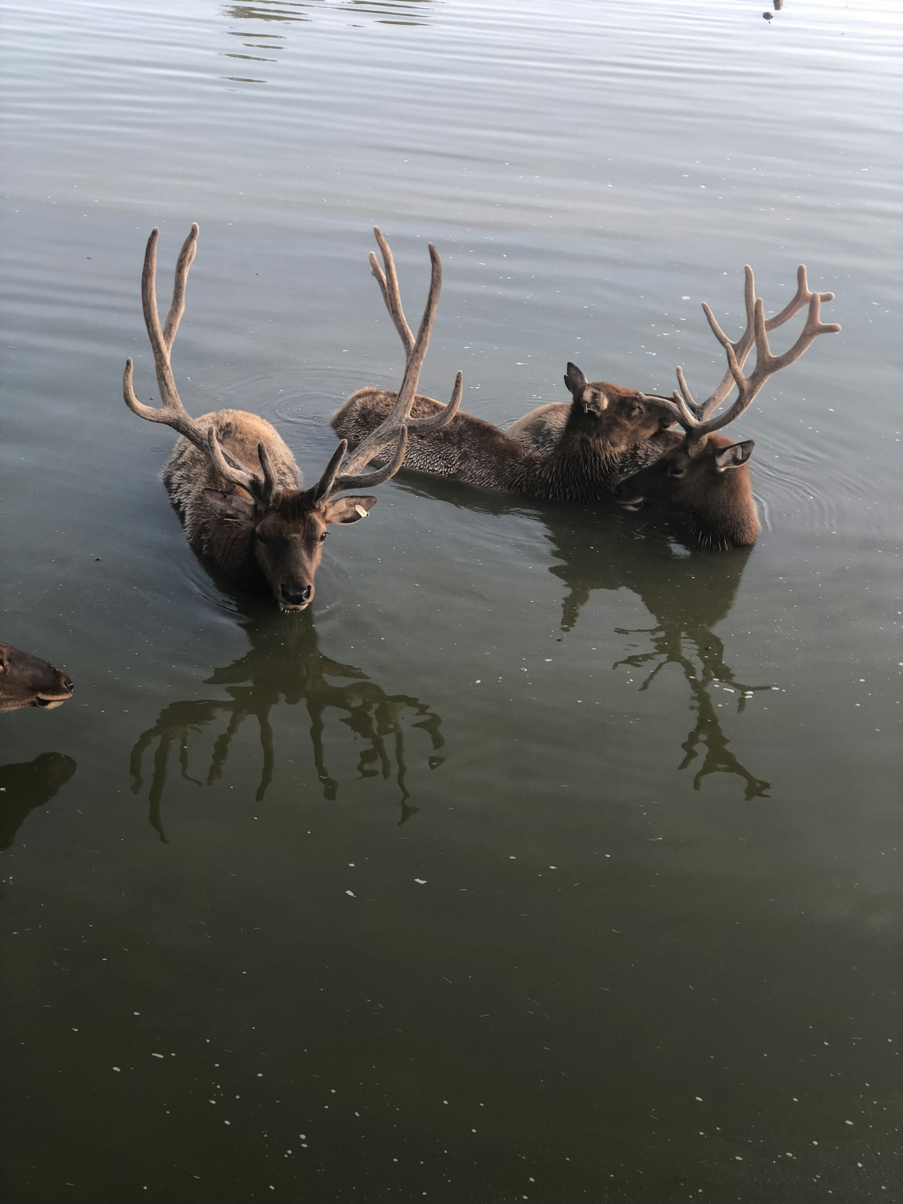 A group of deer swimming in a body of water photo – Free Jester park ...