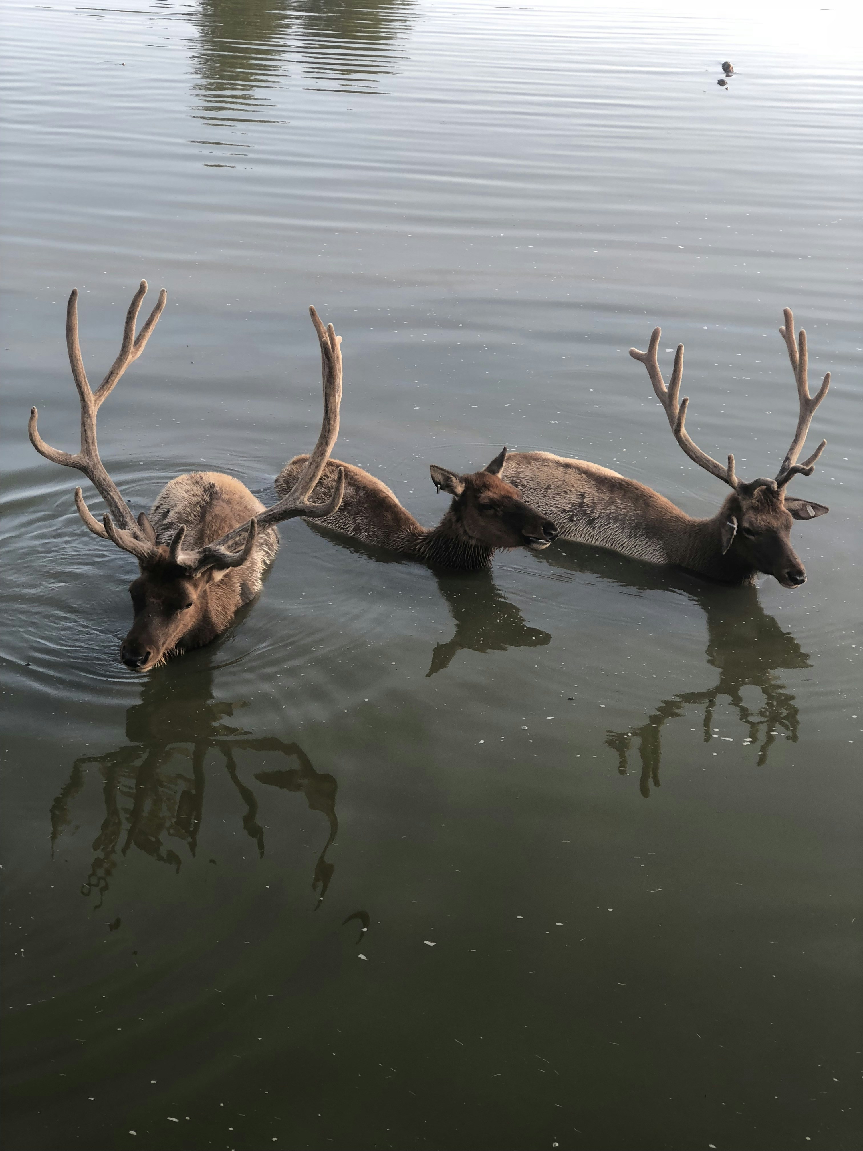 Three deer are swimming in a body of water photo – Free Iowa Image on ...