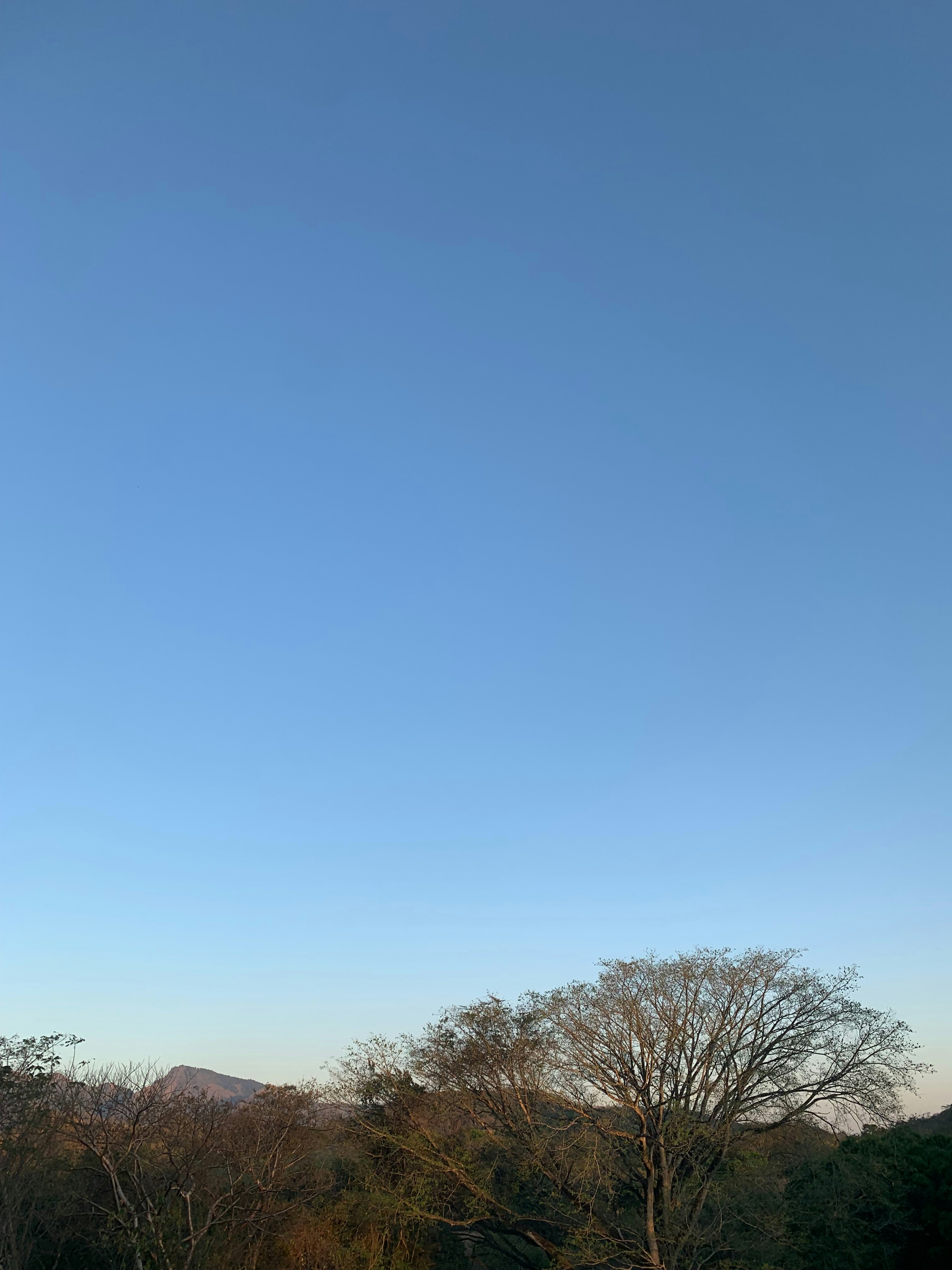 Edge of Daylight: Trees Silhouetted Against a Clear Sky