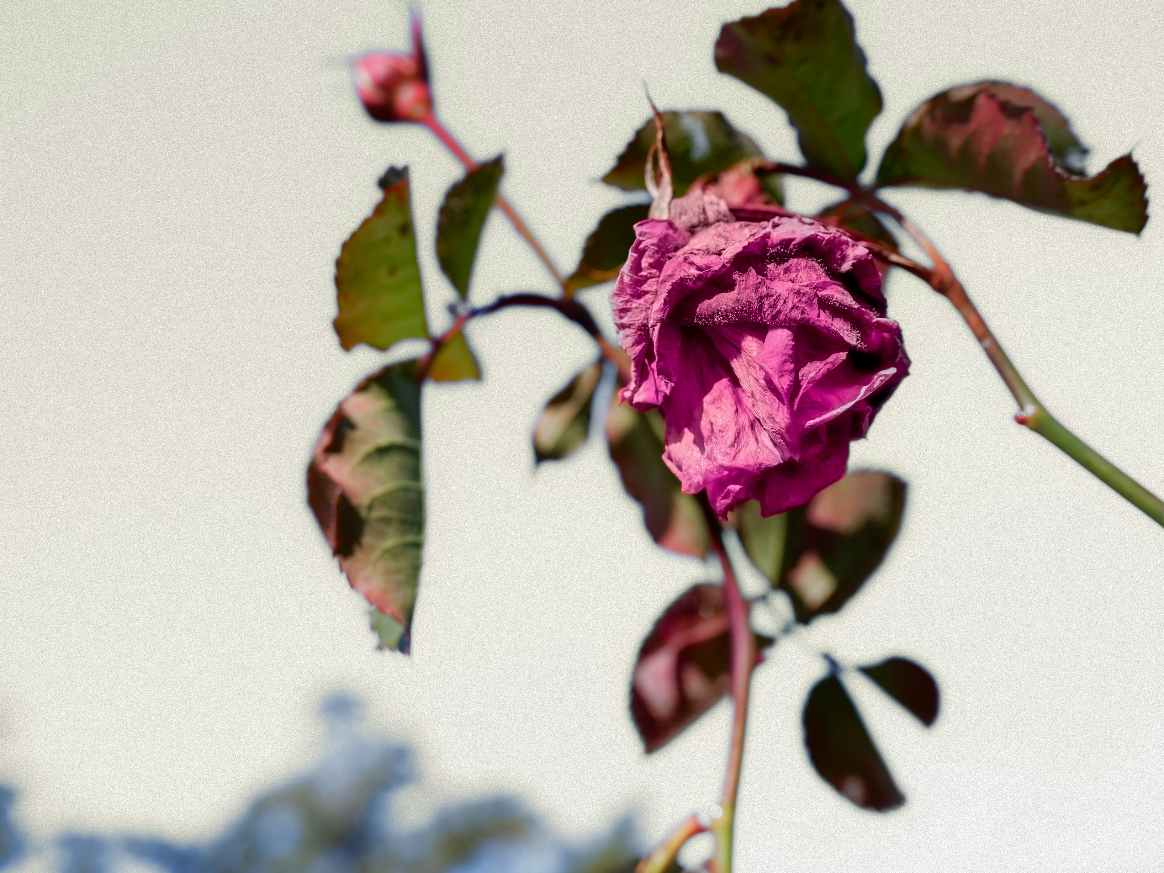 Withered Rose Pictures | Download Free Images on Unsplash