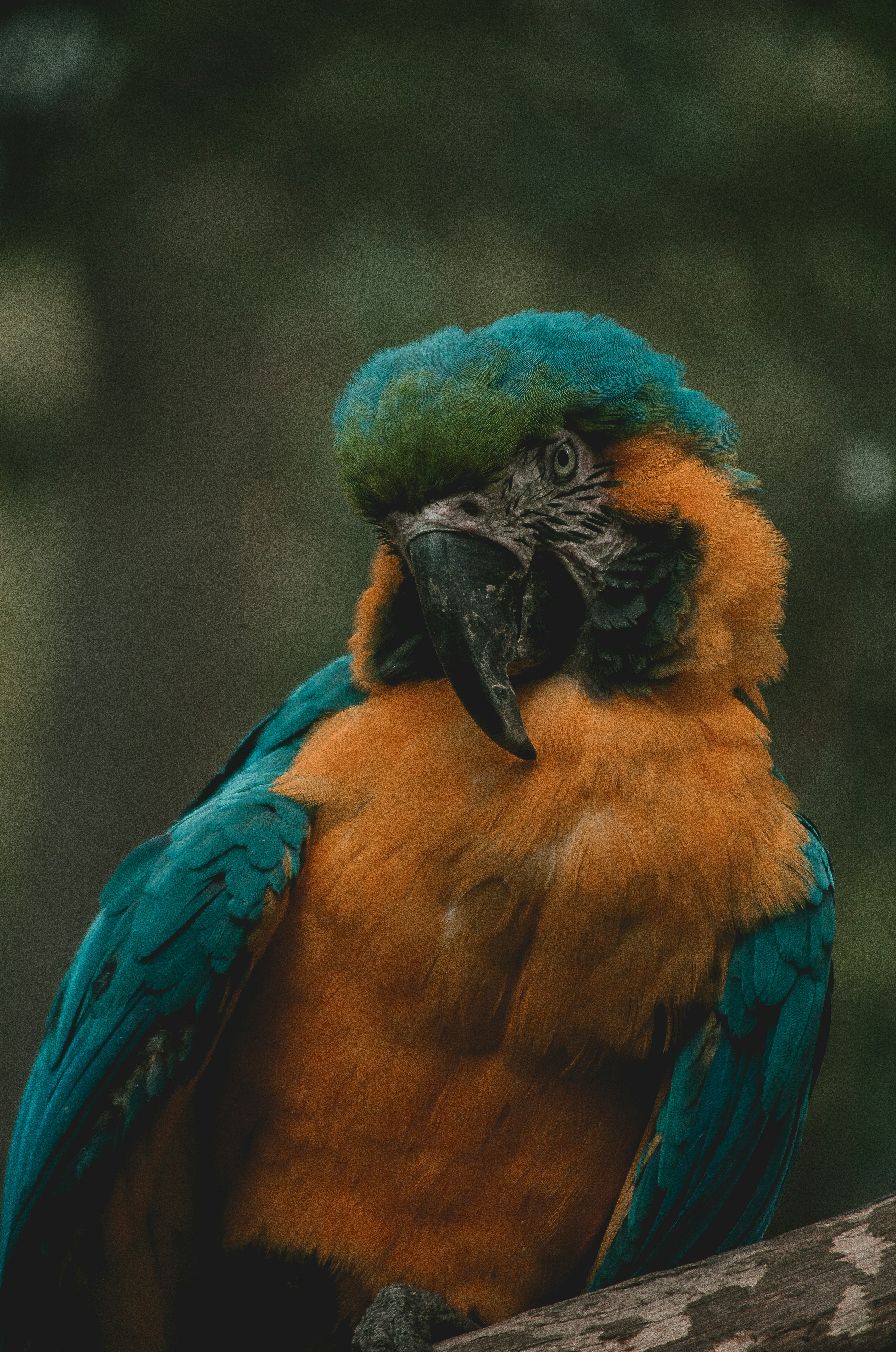A colorful macaw perched on a branch, showcasing its striking blue and orange plumage against a blurred green background.