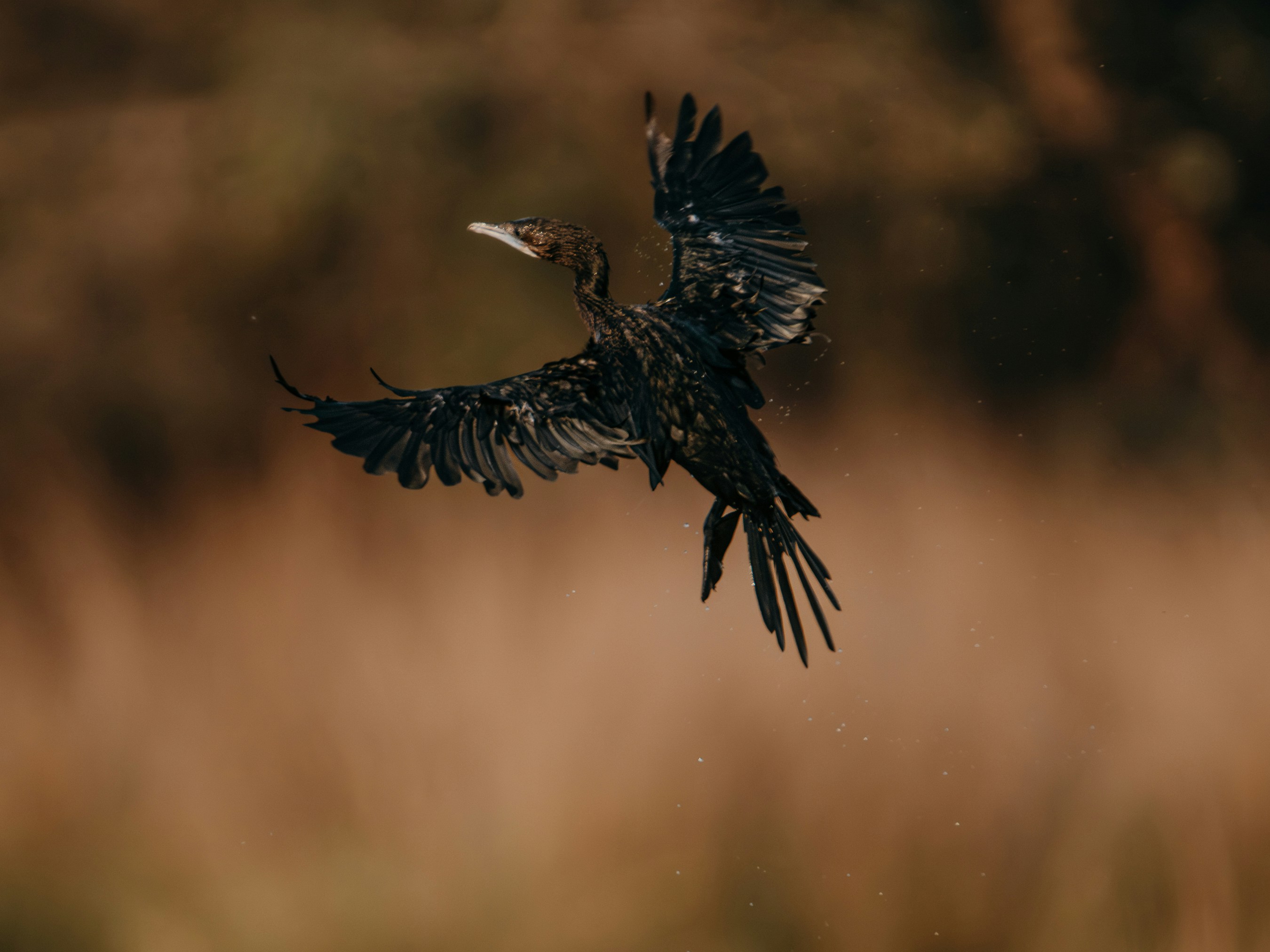 Cormorant in mid-flight with wings spread wide, showcasing its glossy feathers against a soft, blurred background of reeds.
