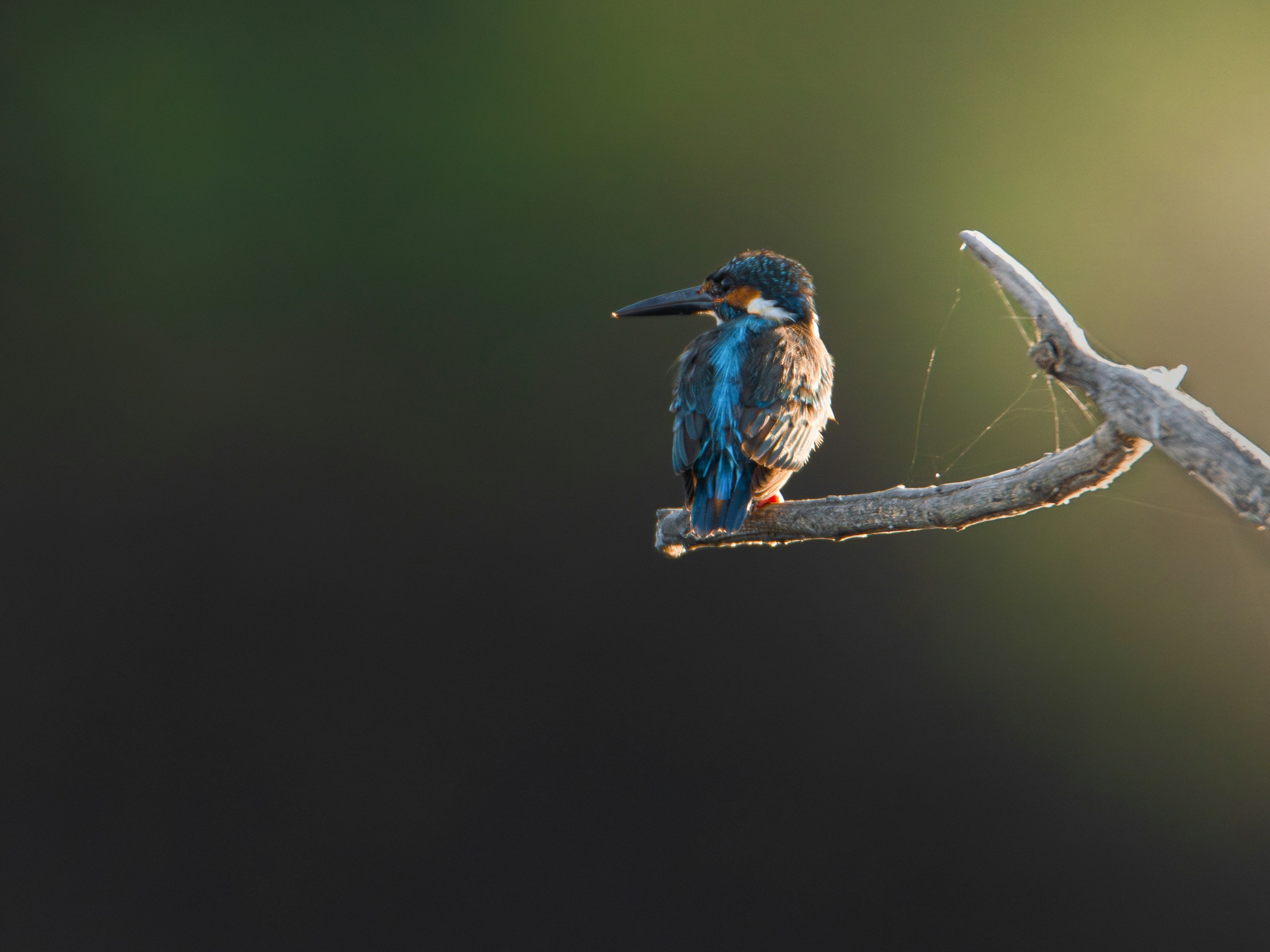 Whispering Branch: Kingfisher in cobalt light against a soft green backdrop