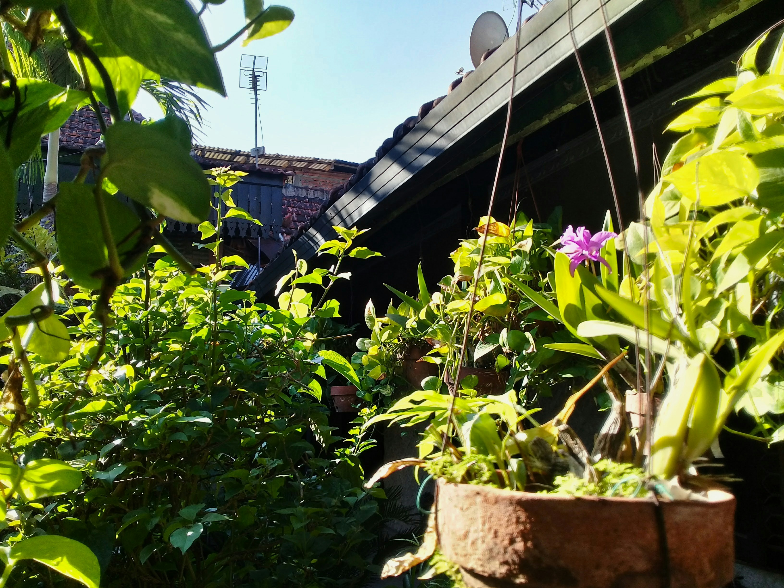 Vibrant balcony garden scene featuring a potted plant and a pink bloom as the focal point amid lush greenery under a sloped roof. The composition highlights natural light and the texture of leaves.