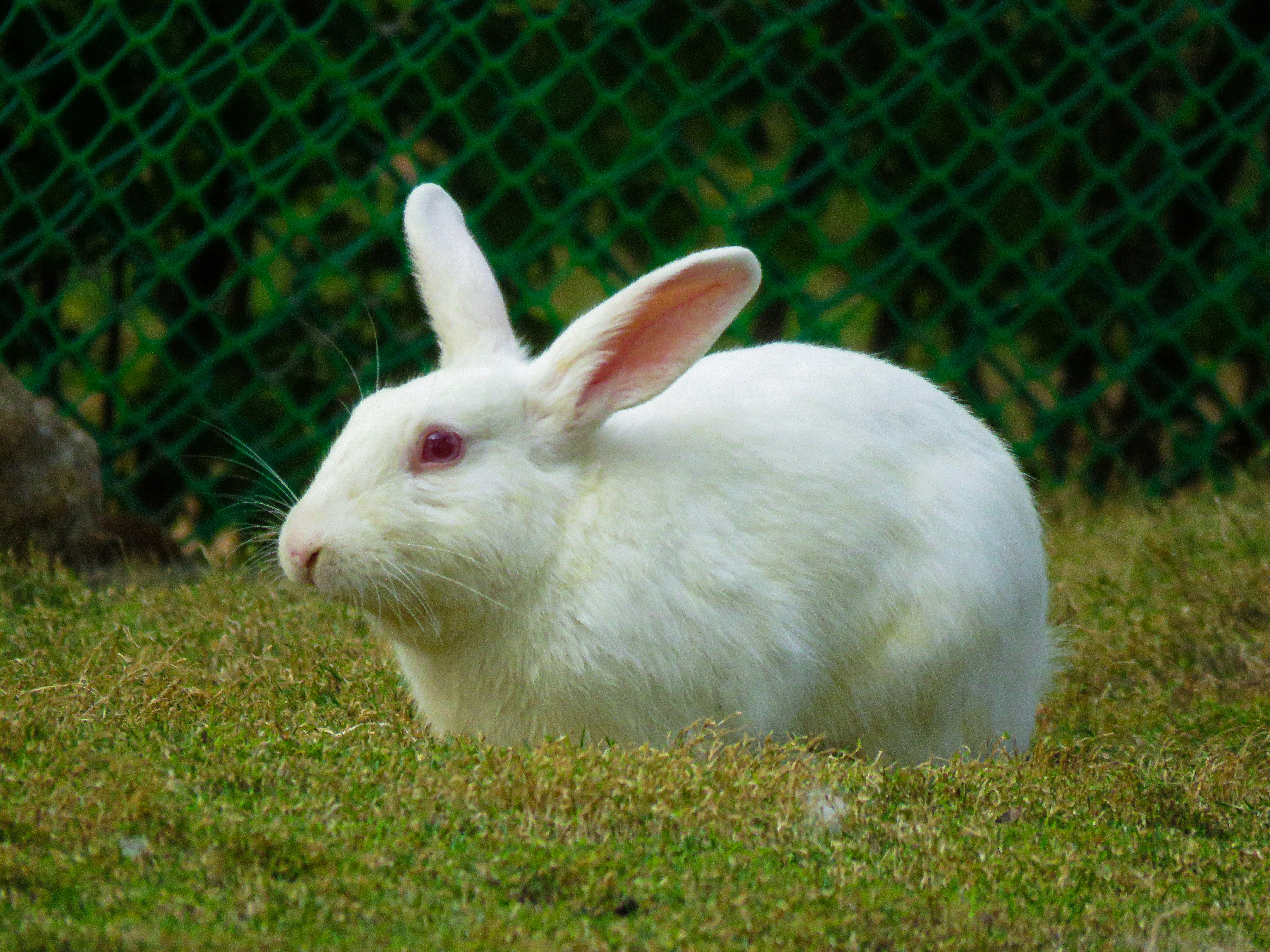 A white rabbit sitting on top of a lush green field photo – Free Animal ...