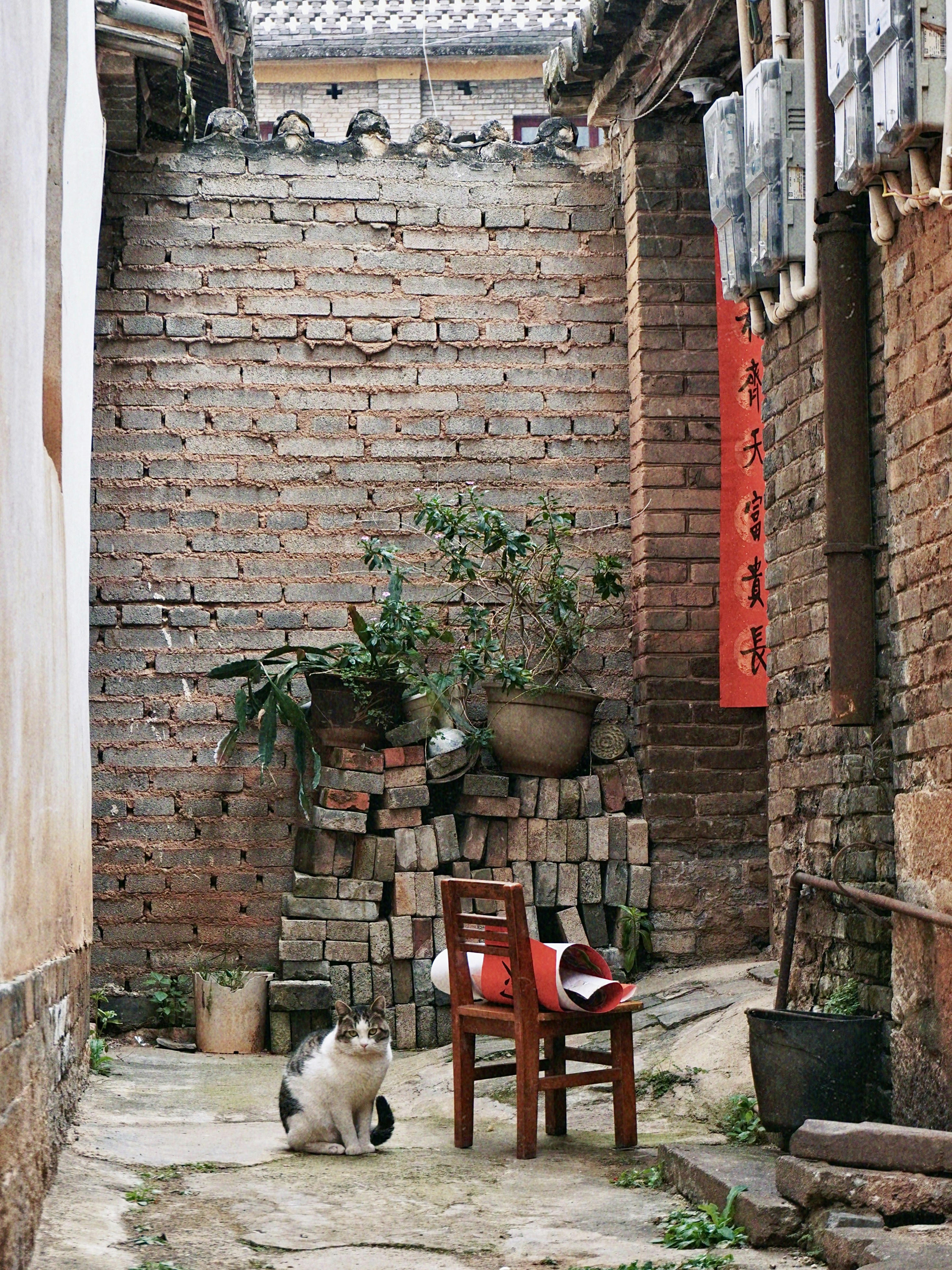 Lone Cat in the Quiet Brick Alley