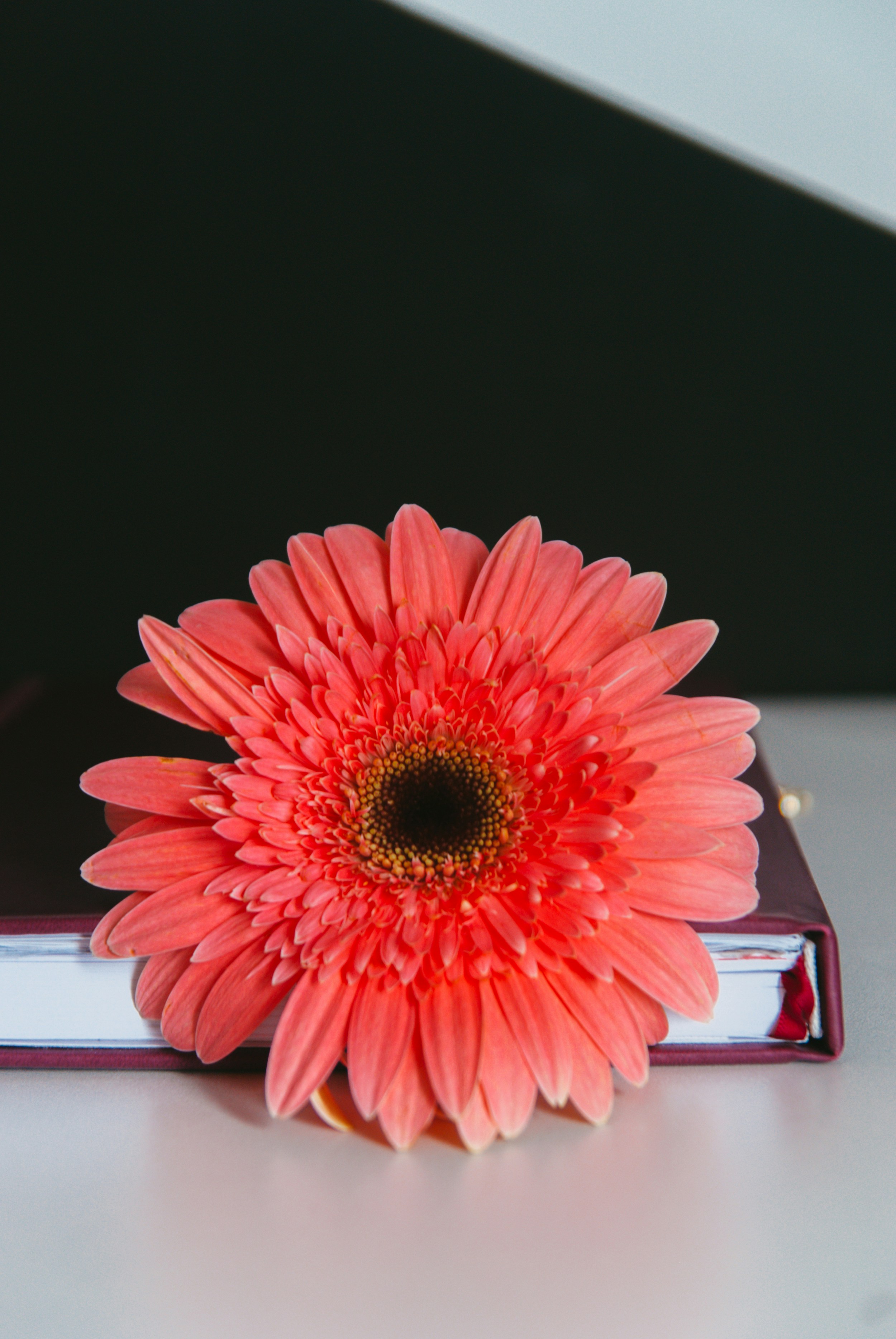 Bright Coral Gerbera resting on a chrome journal