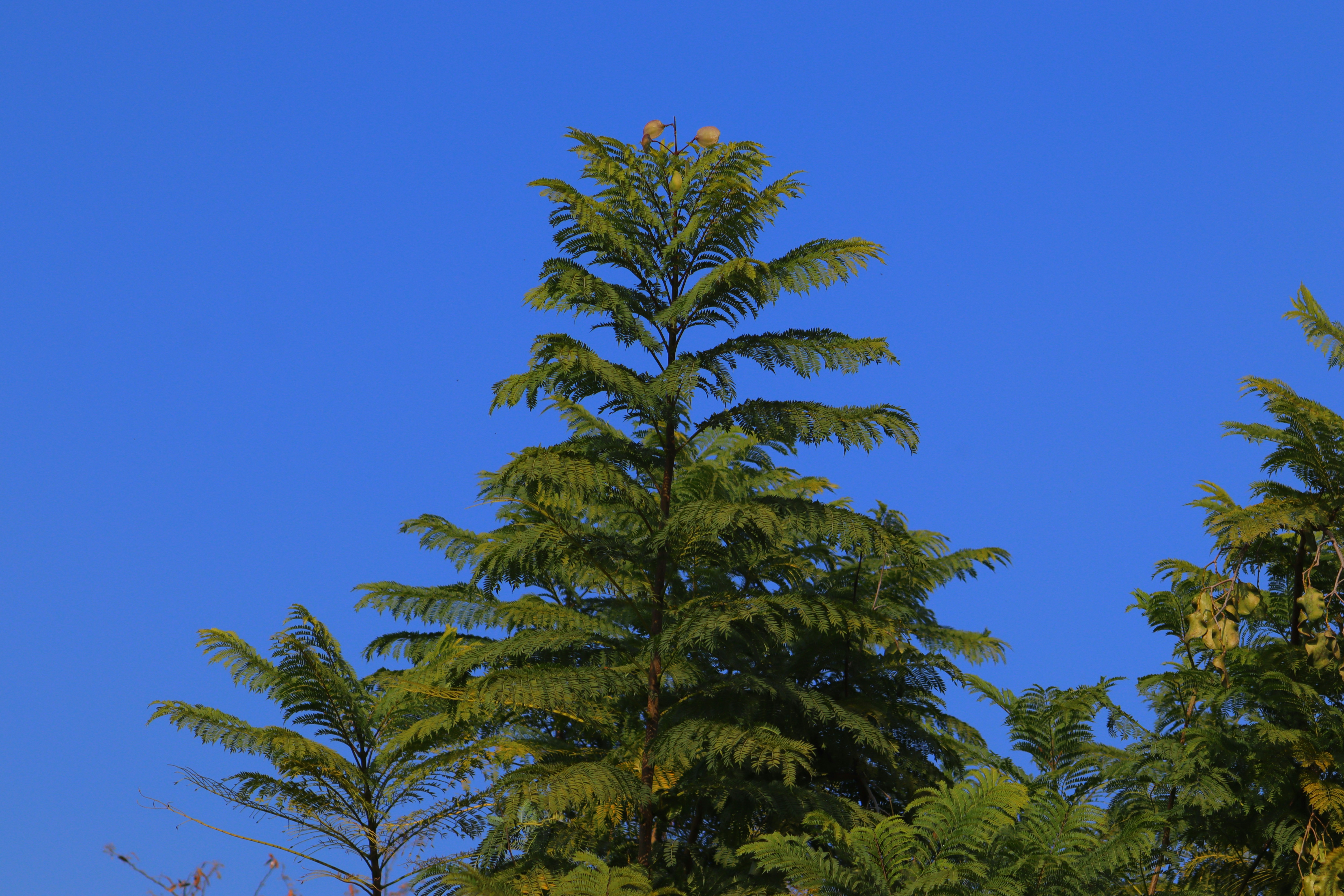 Photo by Ali Hamza Tullah with Canon EOS 200D Mark II