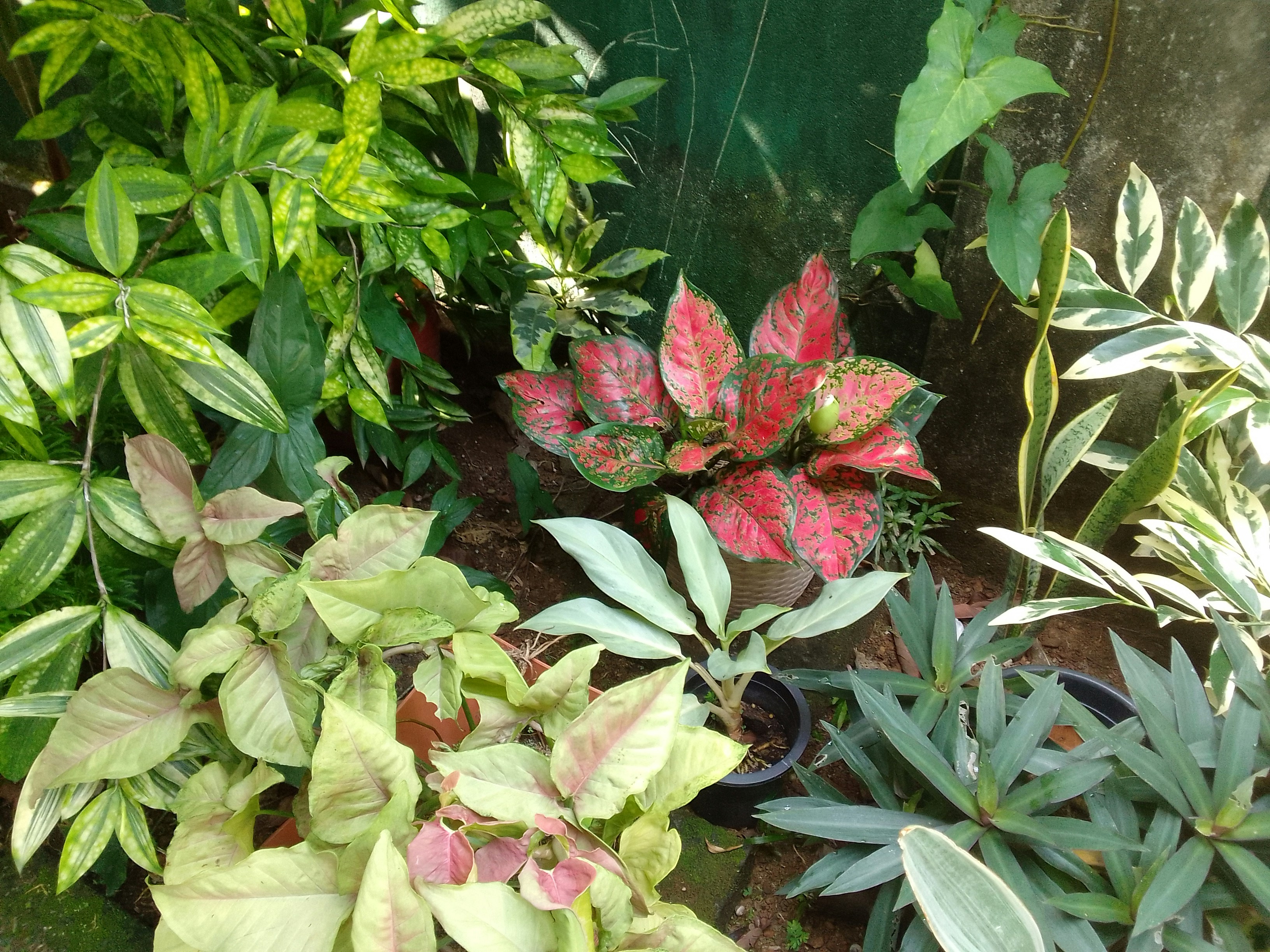 a group of plants that are sitting in the dirt
