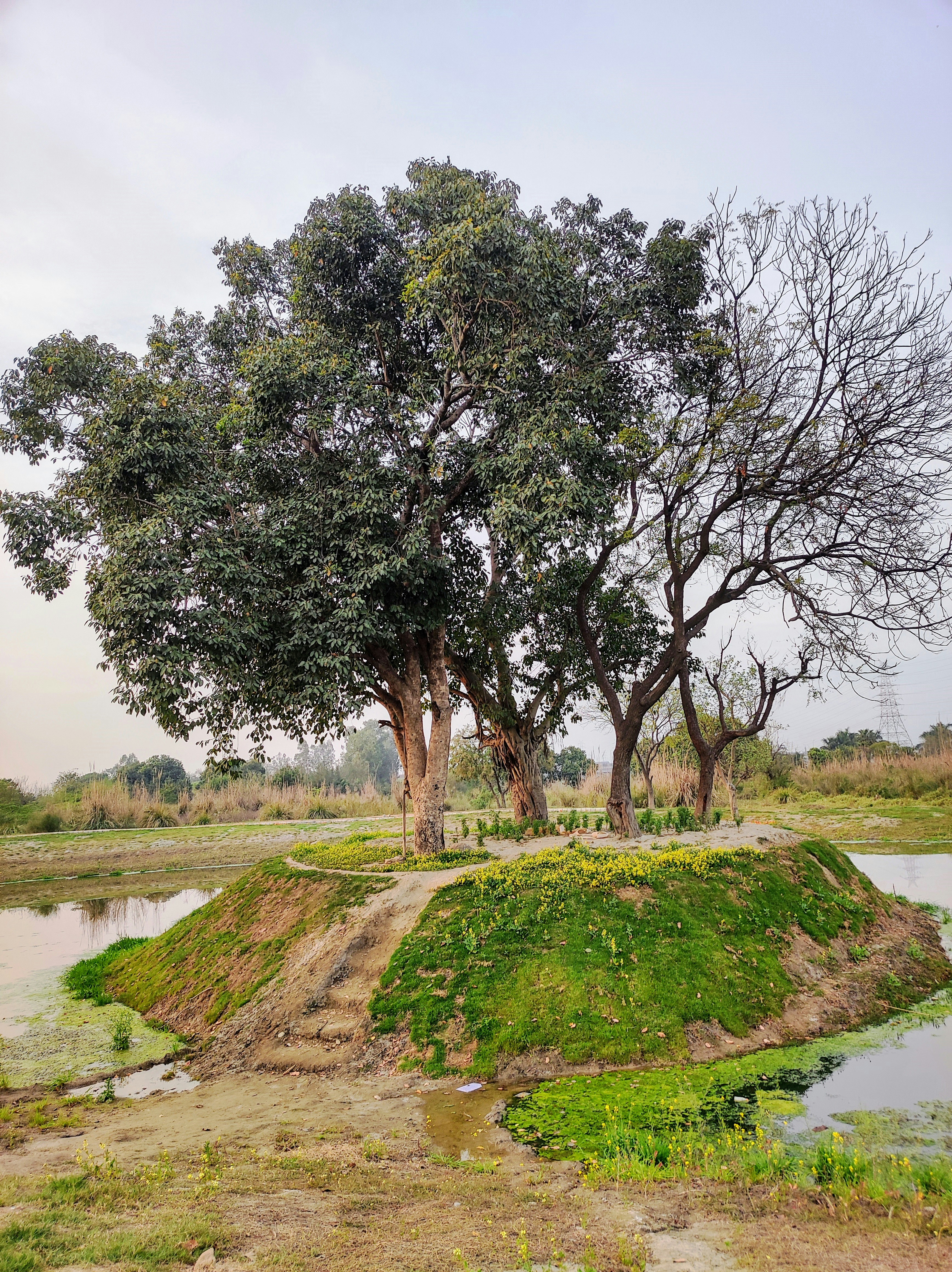 A Small Islet of Life: Three Trees Standing on a Green Hill