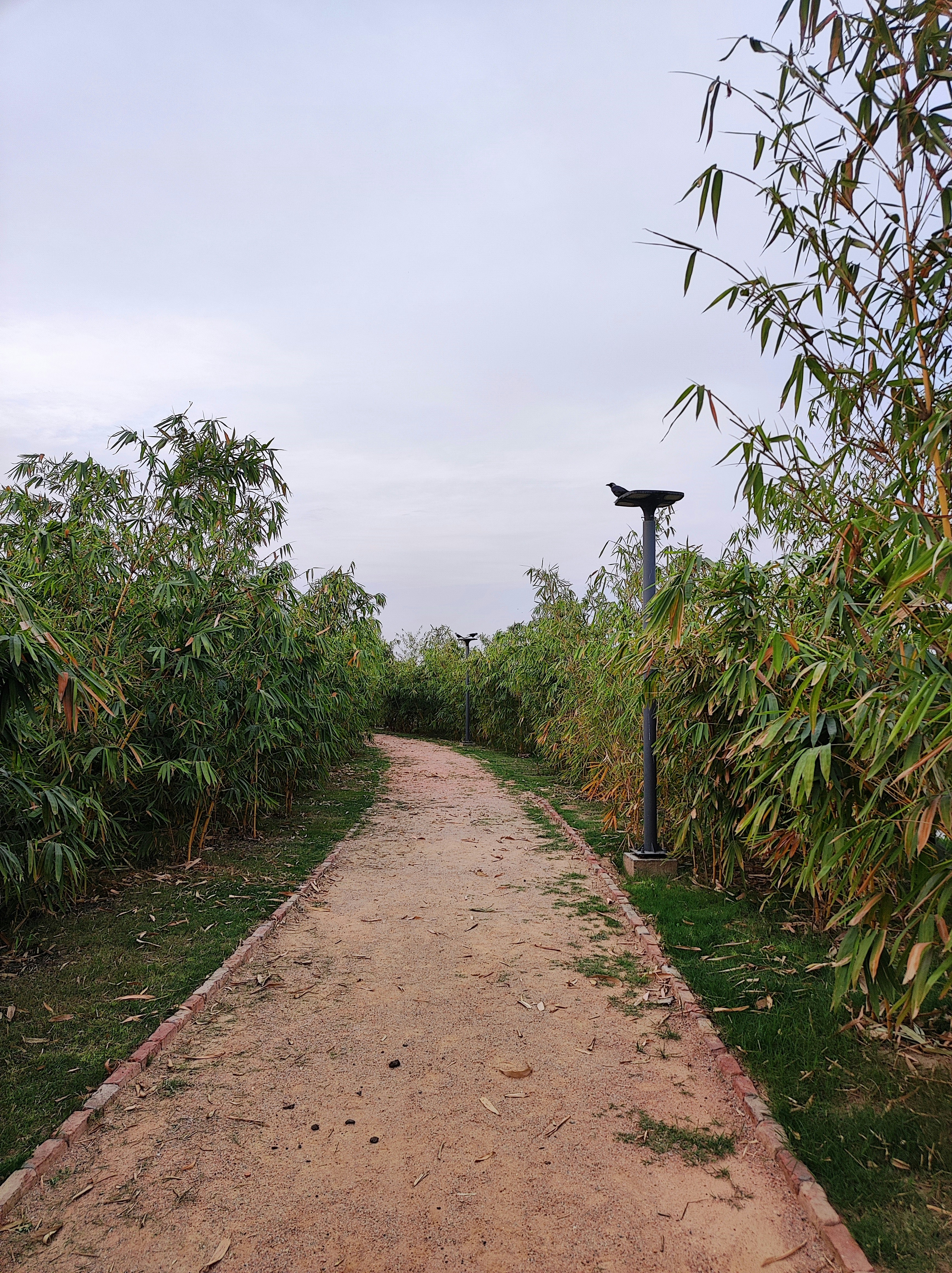 Photo by DINESH SINGH PANWAR with Xiaomi Mi 11 Lite NE