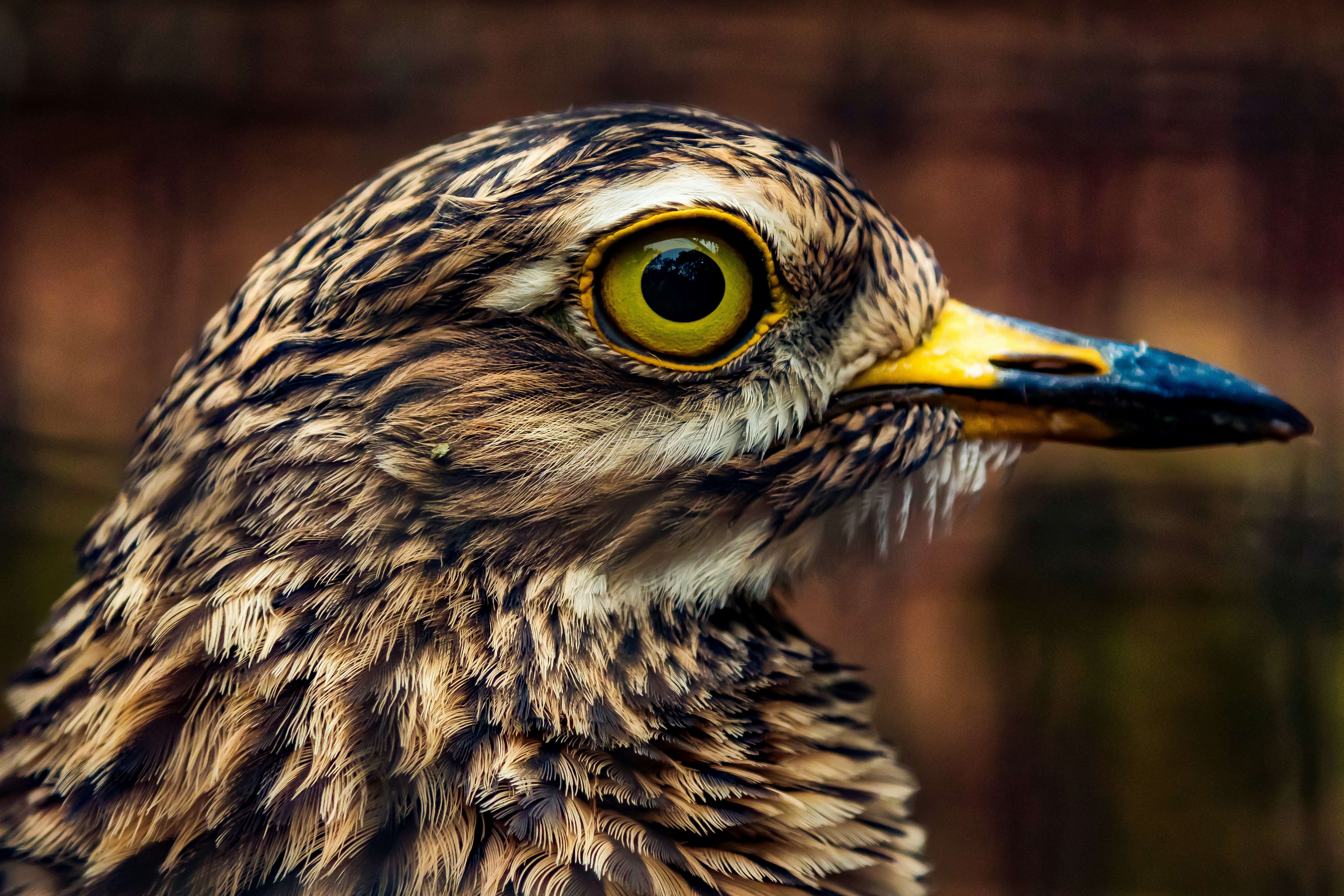A close up of a bird with a blurry background photo – Free Beak Image ...