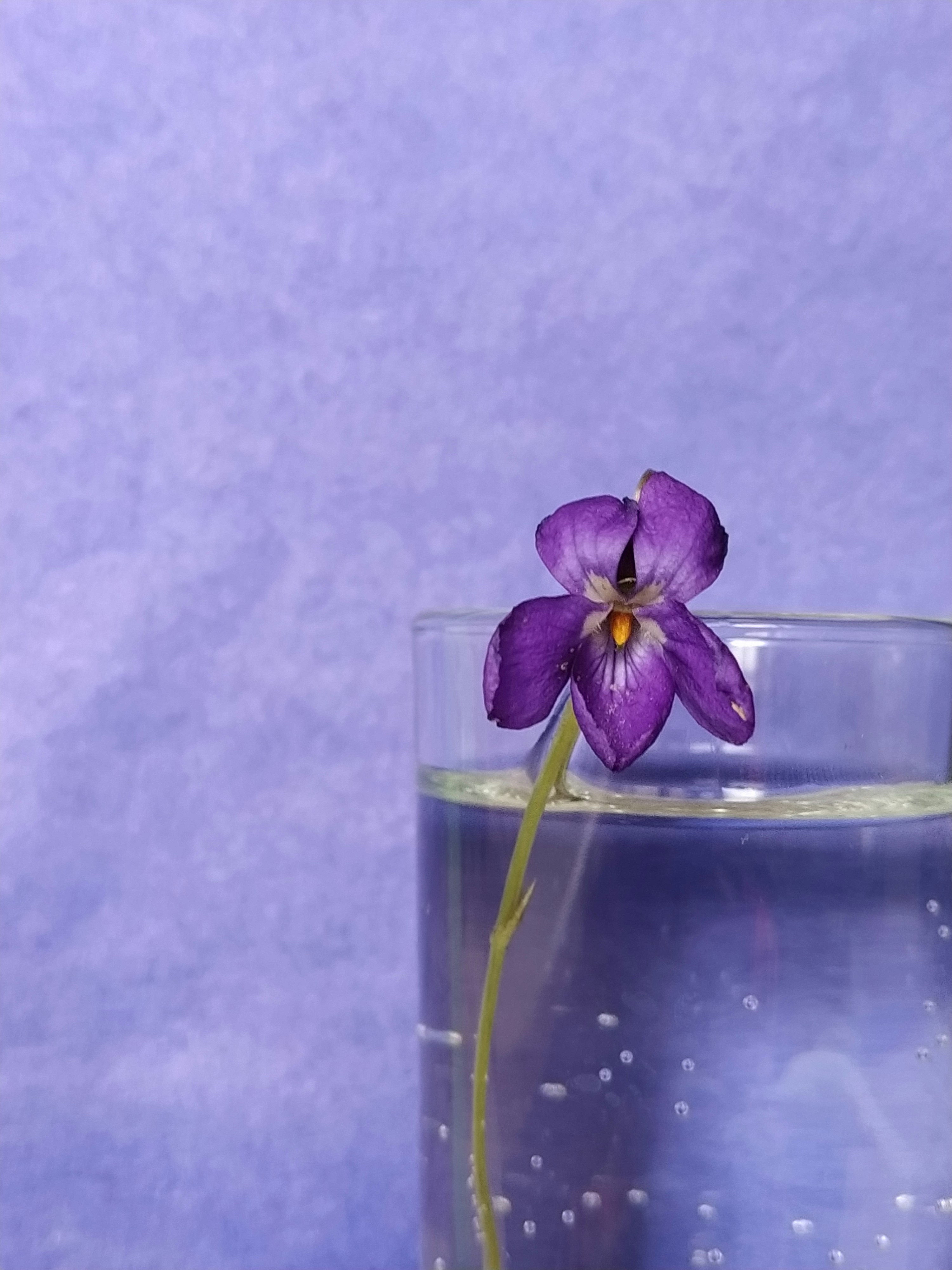 Close-up of a single purple flower resting on the rim of a glass of water, with a slender stem dipping into the liquid against a lilac background.