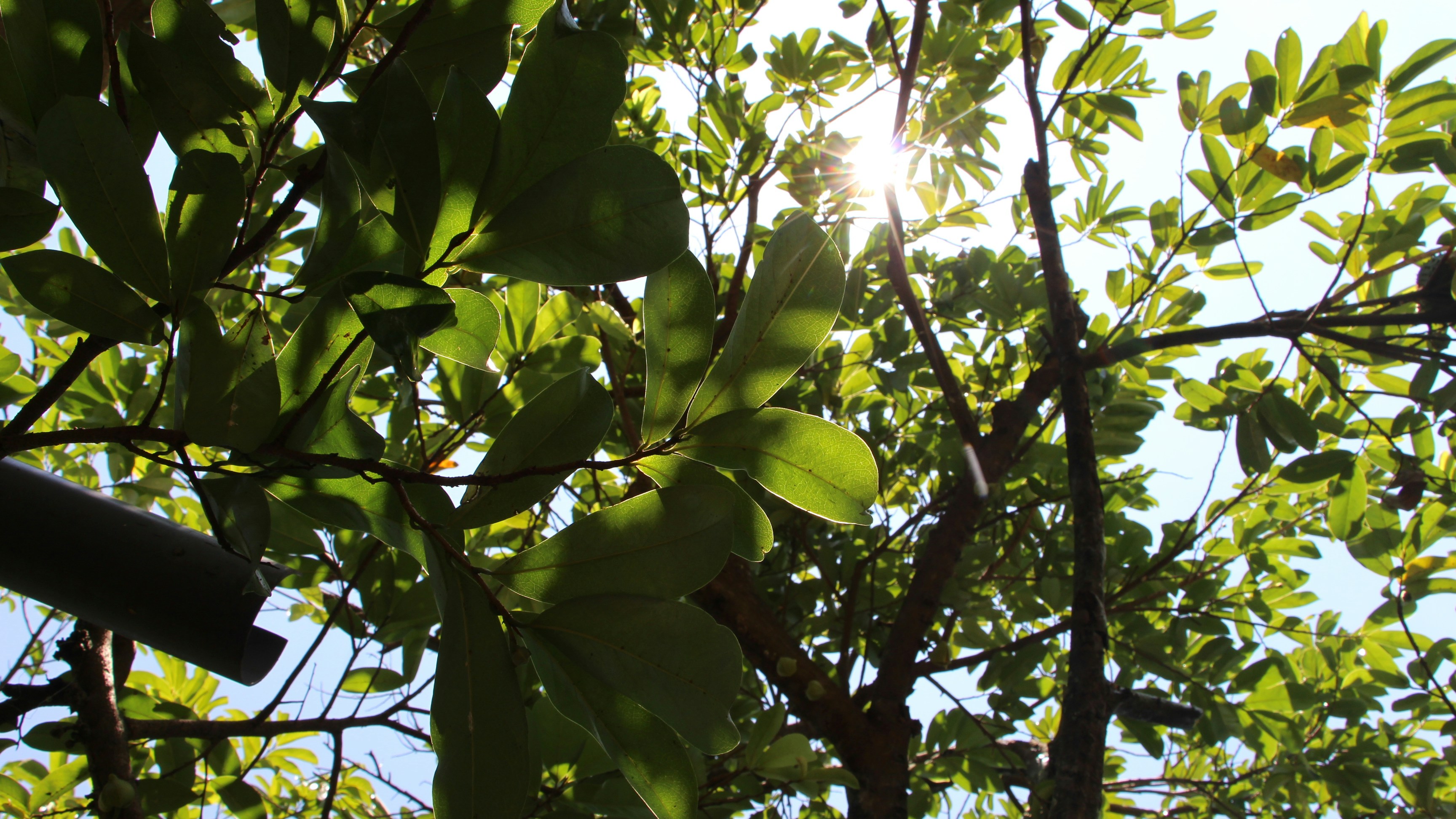 the sun shines through the leaves of a tree