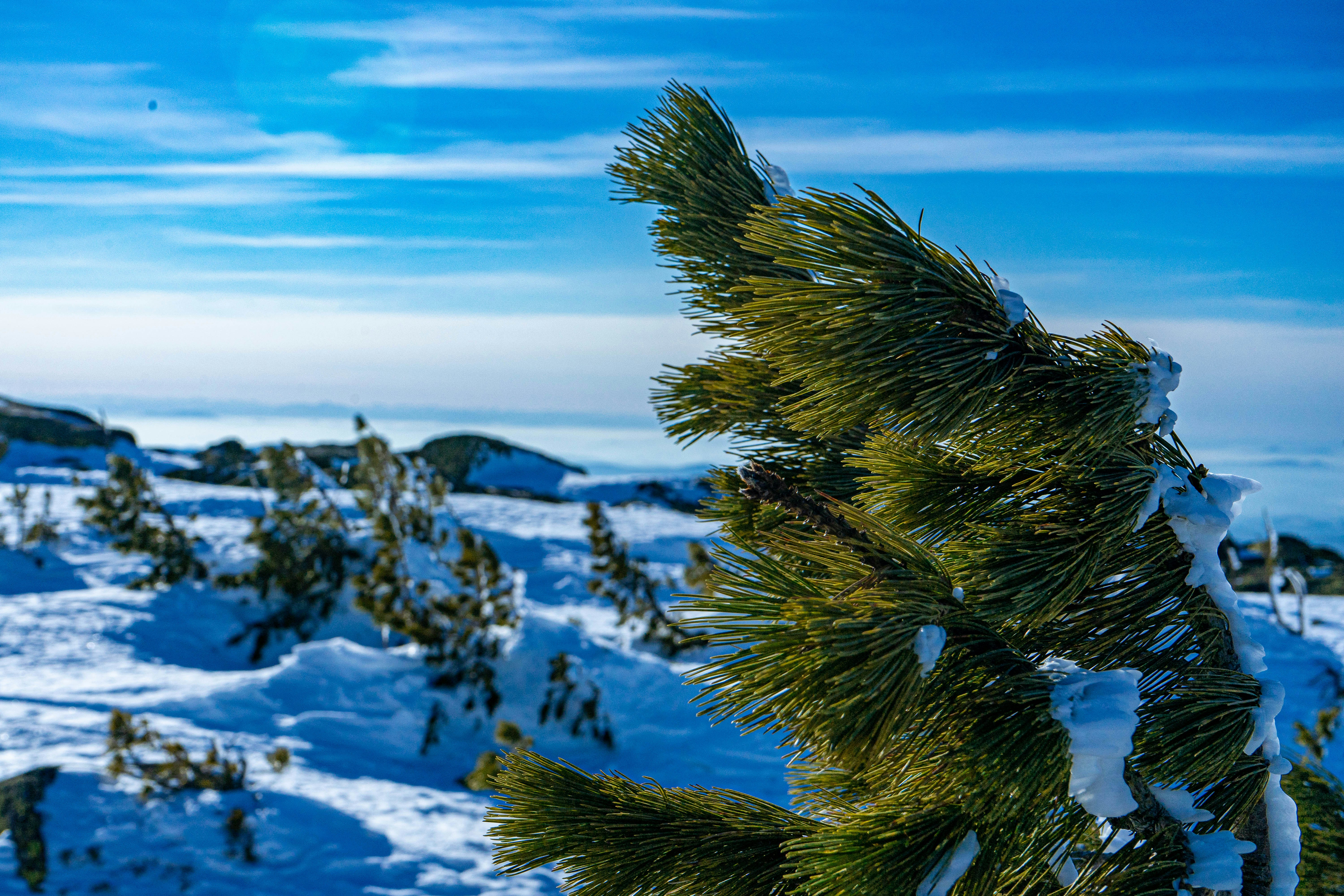 Frost-kissed Pine Fringe Against a Polar Blue Sky