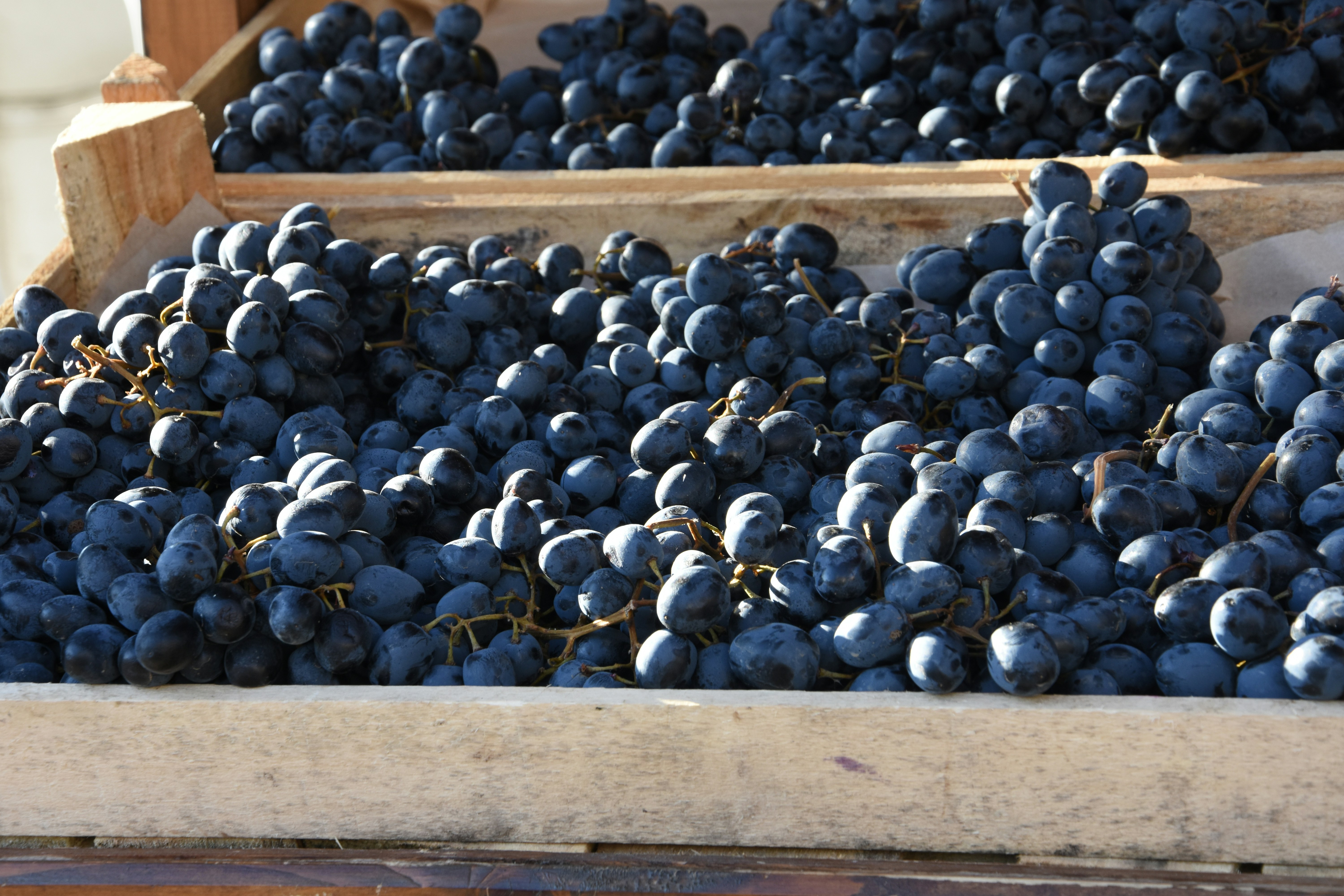 Indigo Bounty: Grapes Piled in Sunlit Wooden Crates