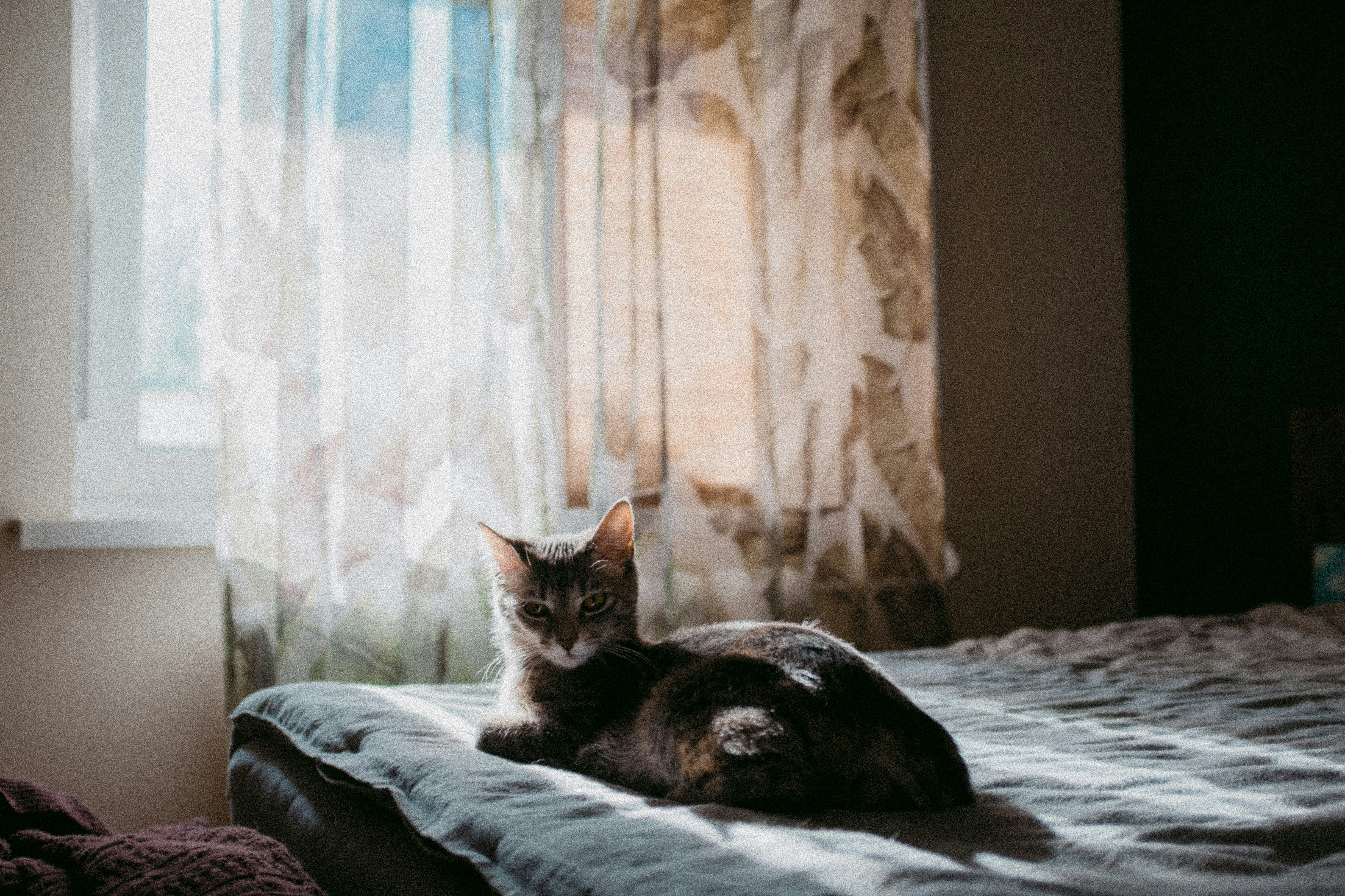 Un gato acostado encima de una cama junto a una ventana foto – Imagen ...