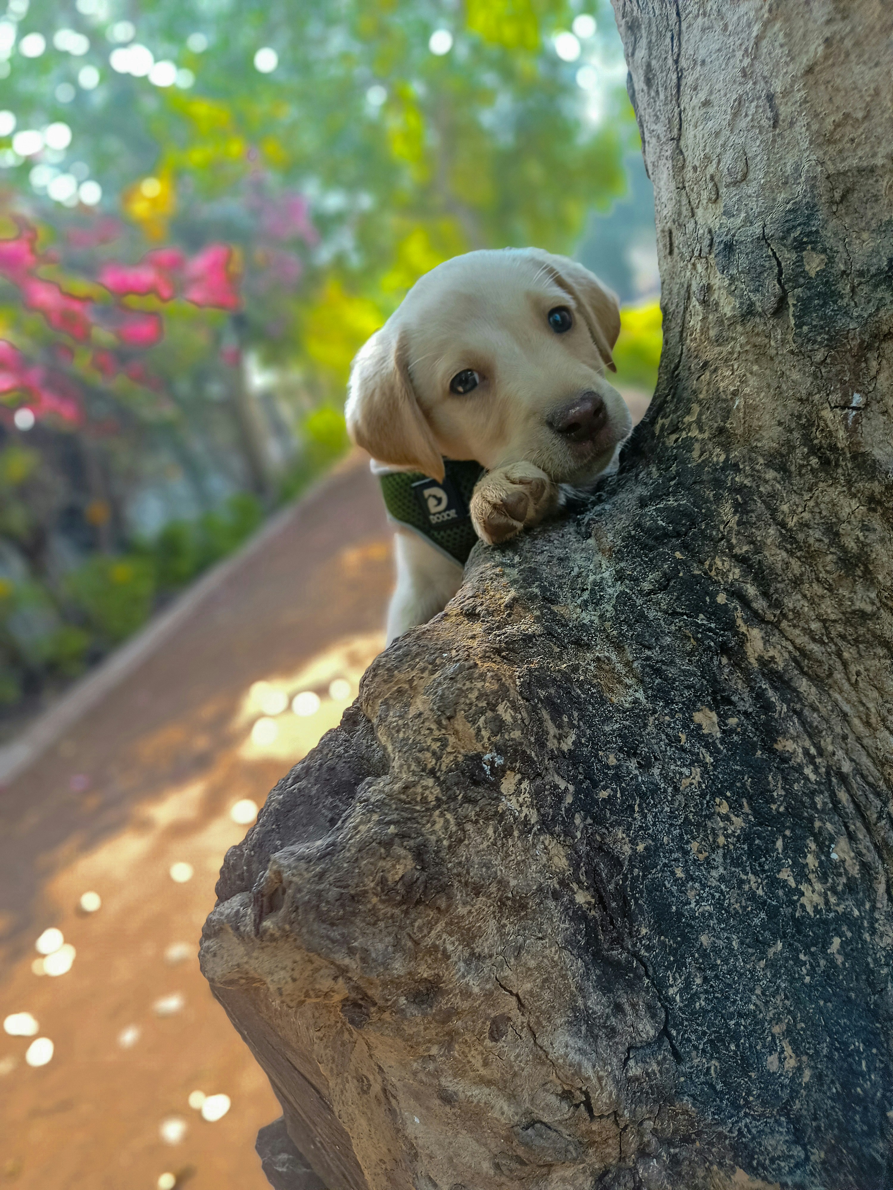 Dogs are not our whole life, but they make our lives whole.