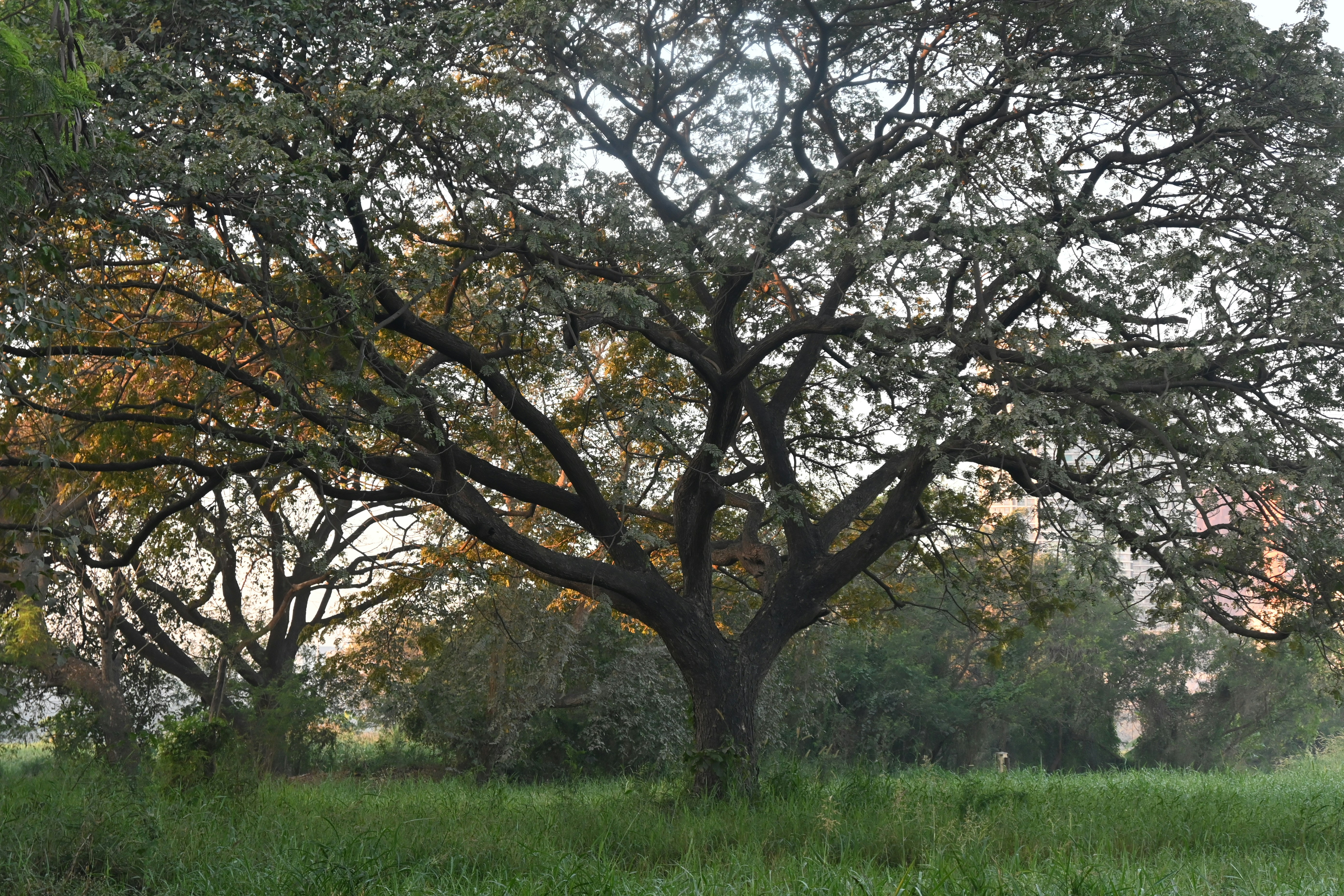 A large tree sitting in the middle of a lush green field photo – Free ...