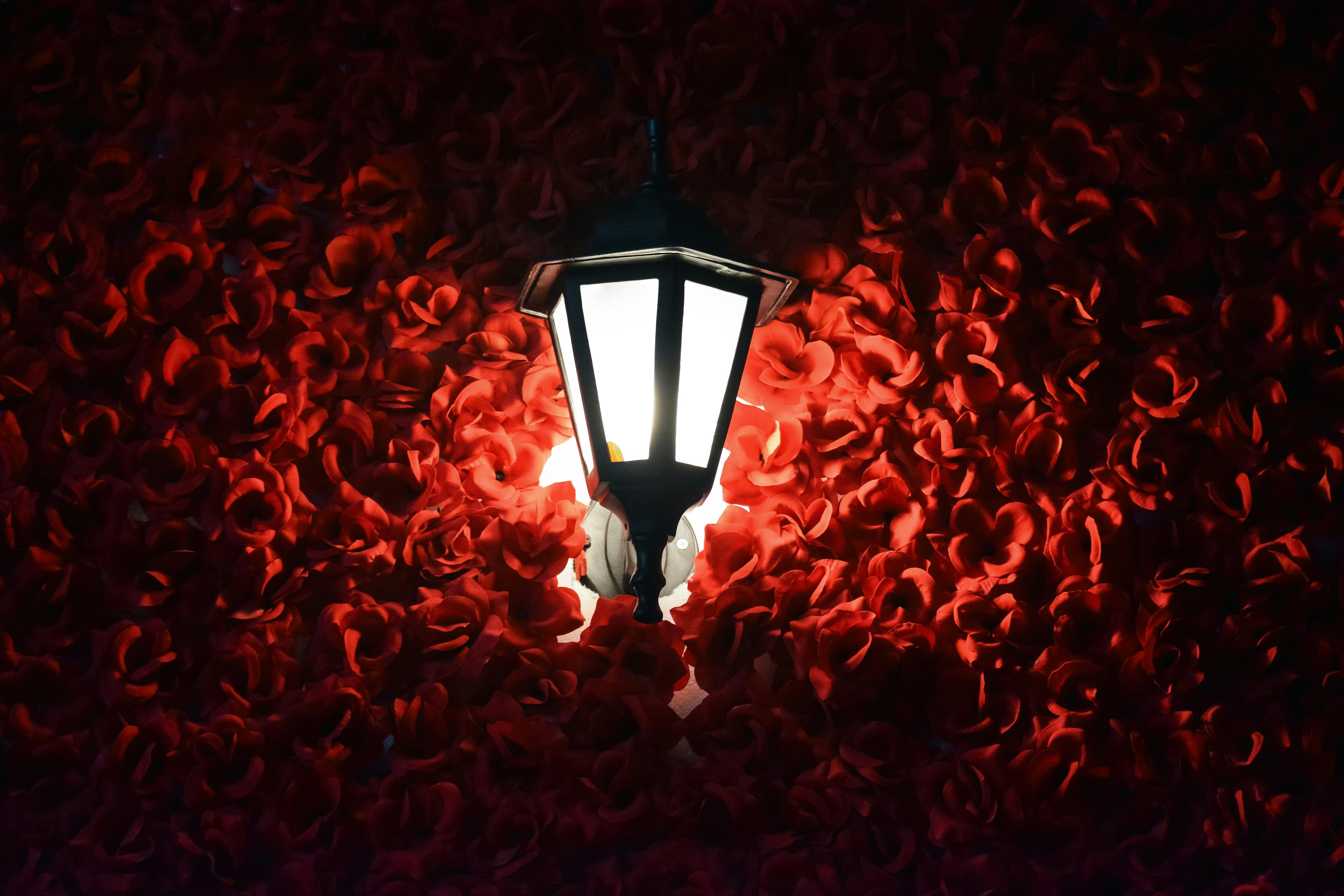 Crimson Lantern Amid a Velvet Petal Sea