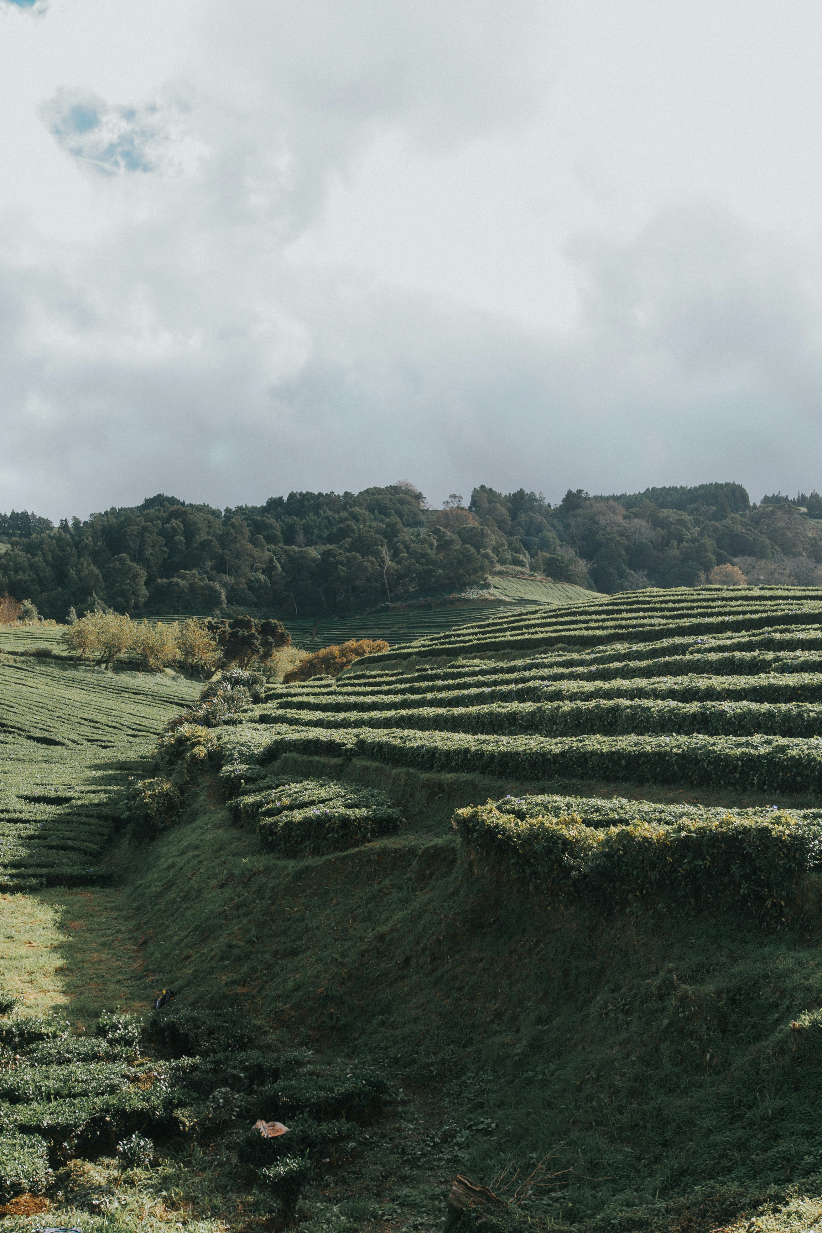 A large field of grass with trees in the background photo – Free Azores ...