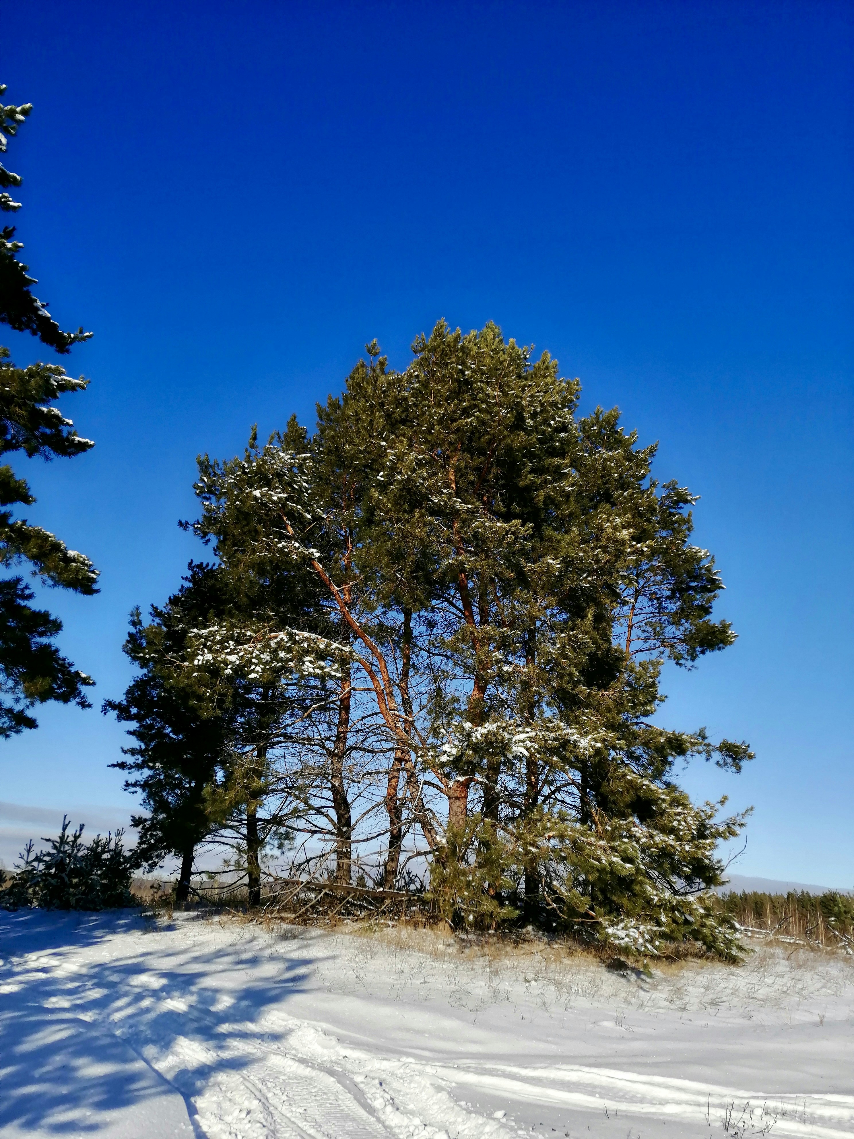 Cluster of snow-dusted pines stands against a vivid blue sky, with a snow-covered foreground and tire tracks crossing the scene.