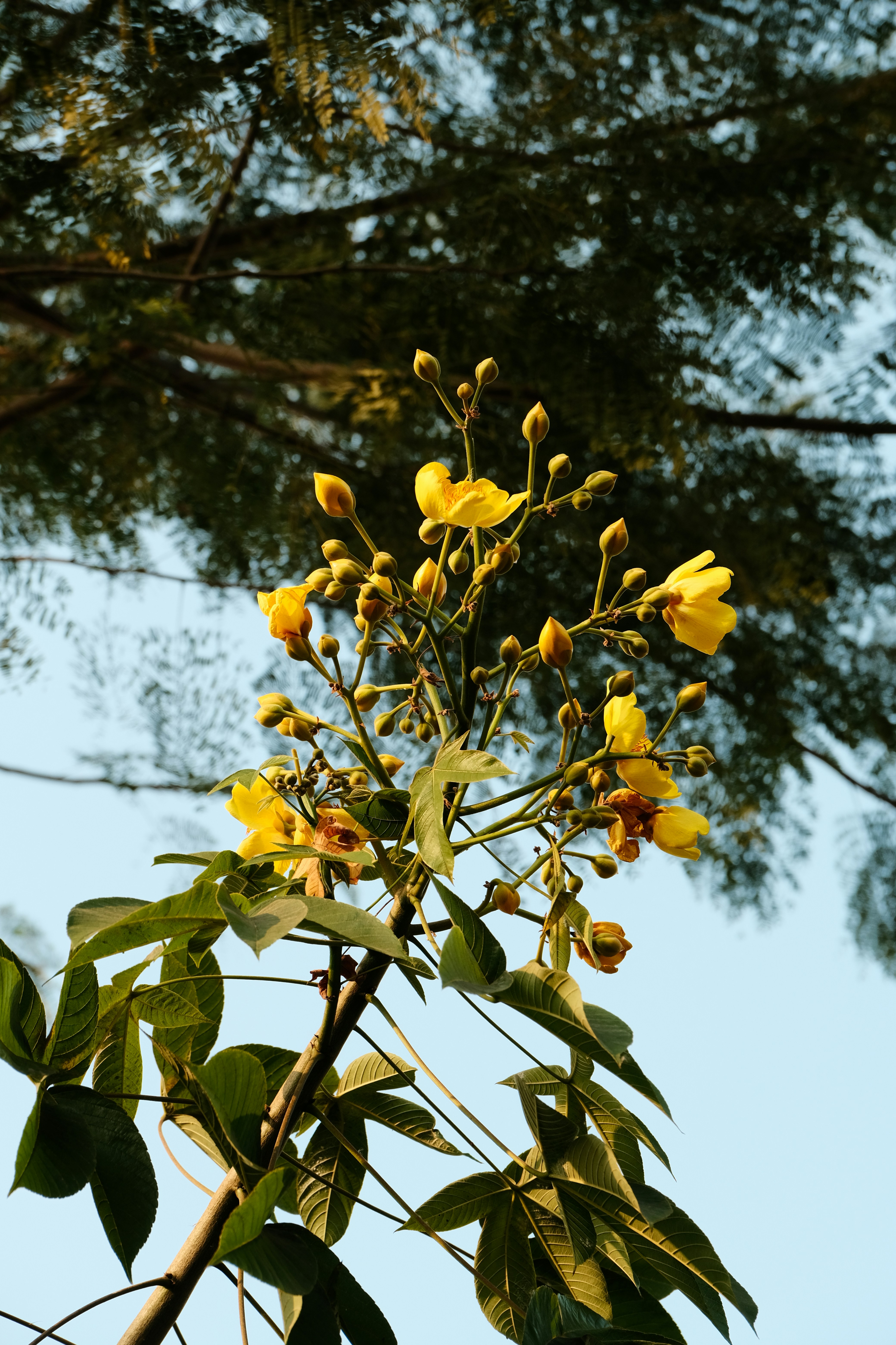 Photo by Duc Van with Fujifilm X-T30 II